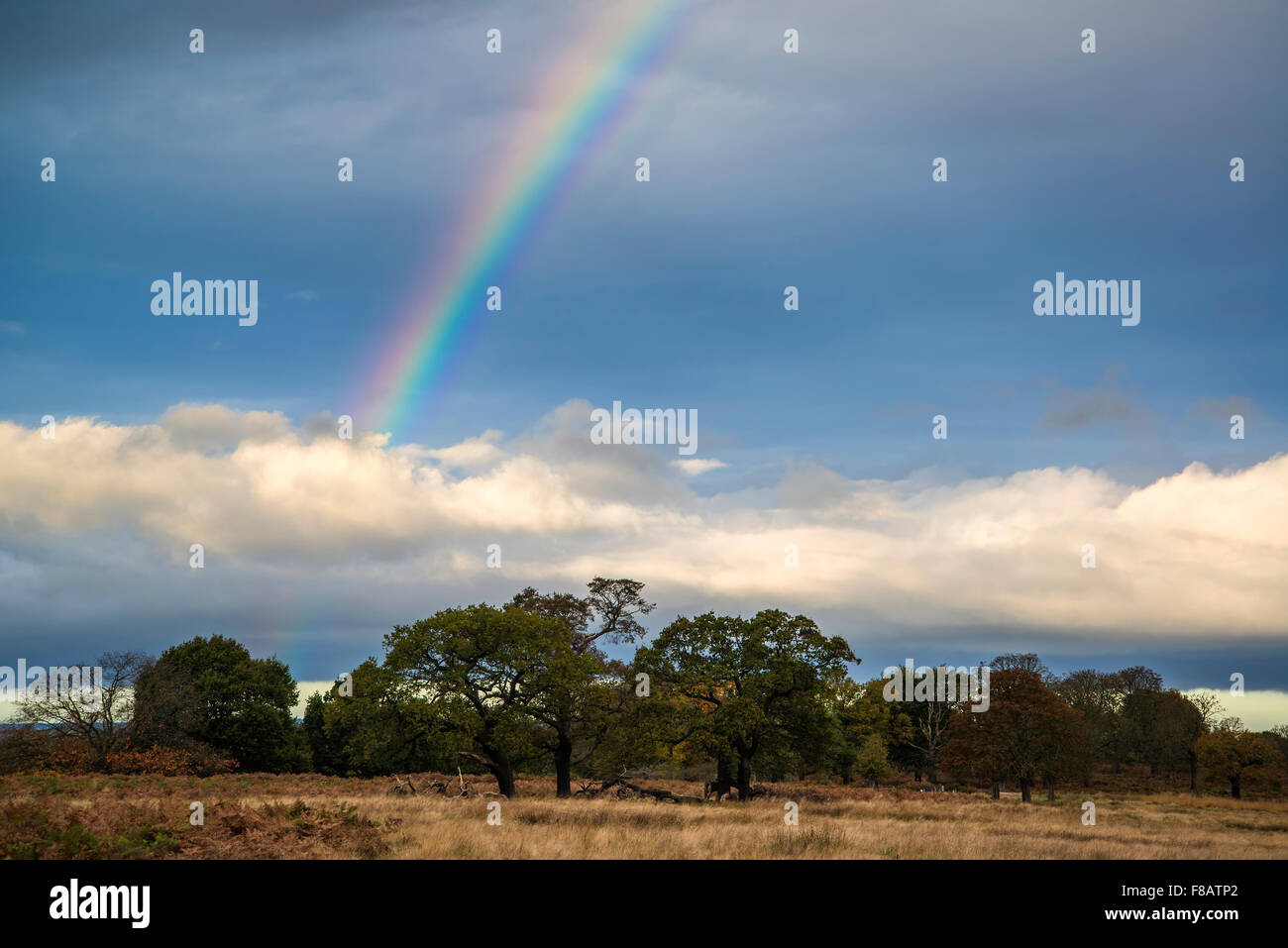 Rainbow during Autumn Fall morning landscape over woodlands Stock Photo ...