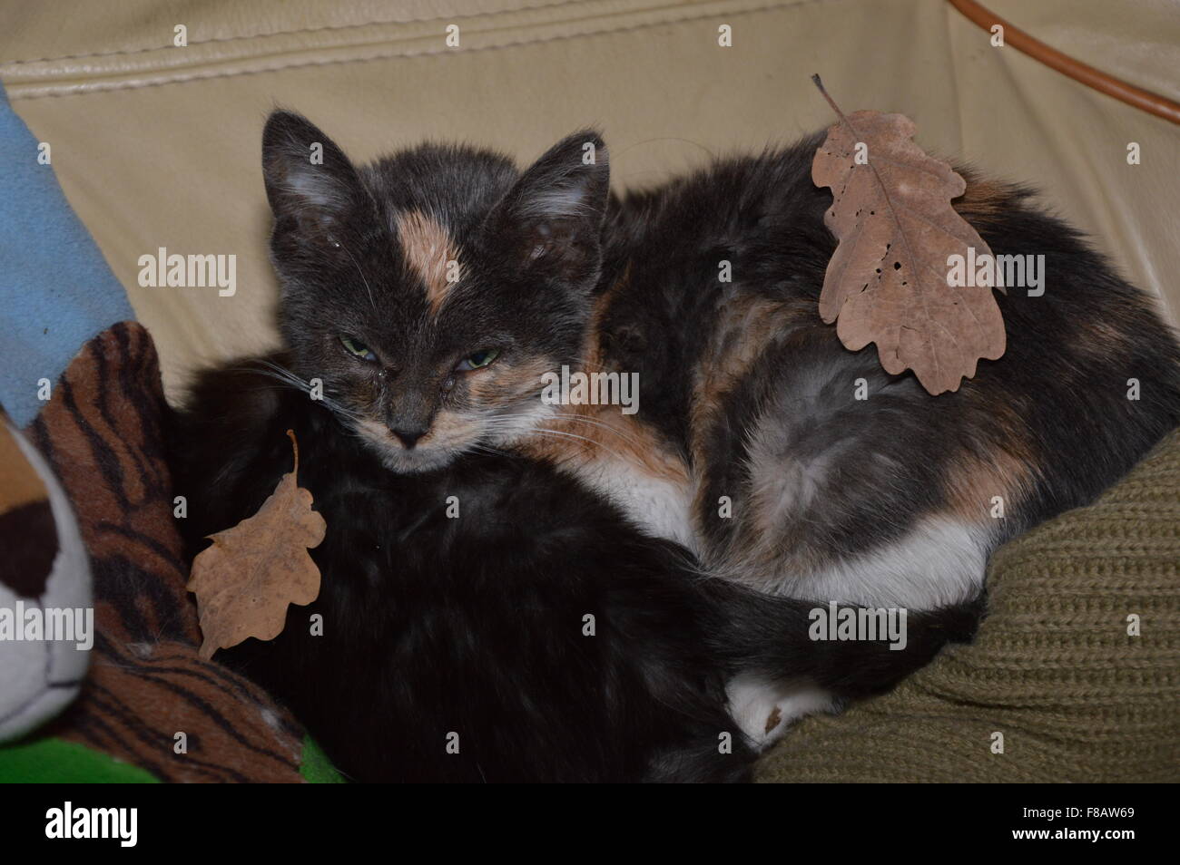 Baby cats hi-res stock photography and images - Alamy
