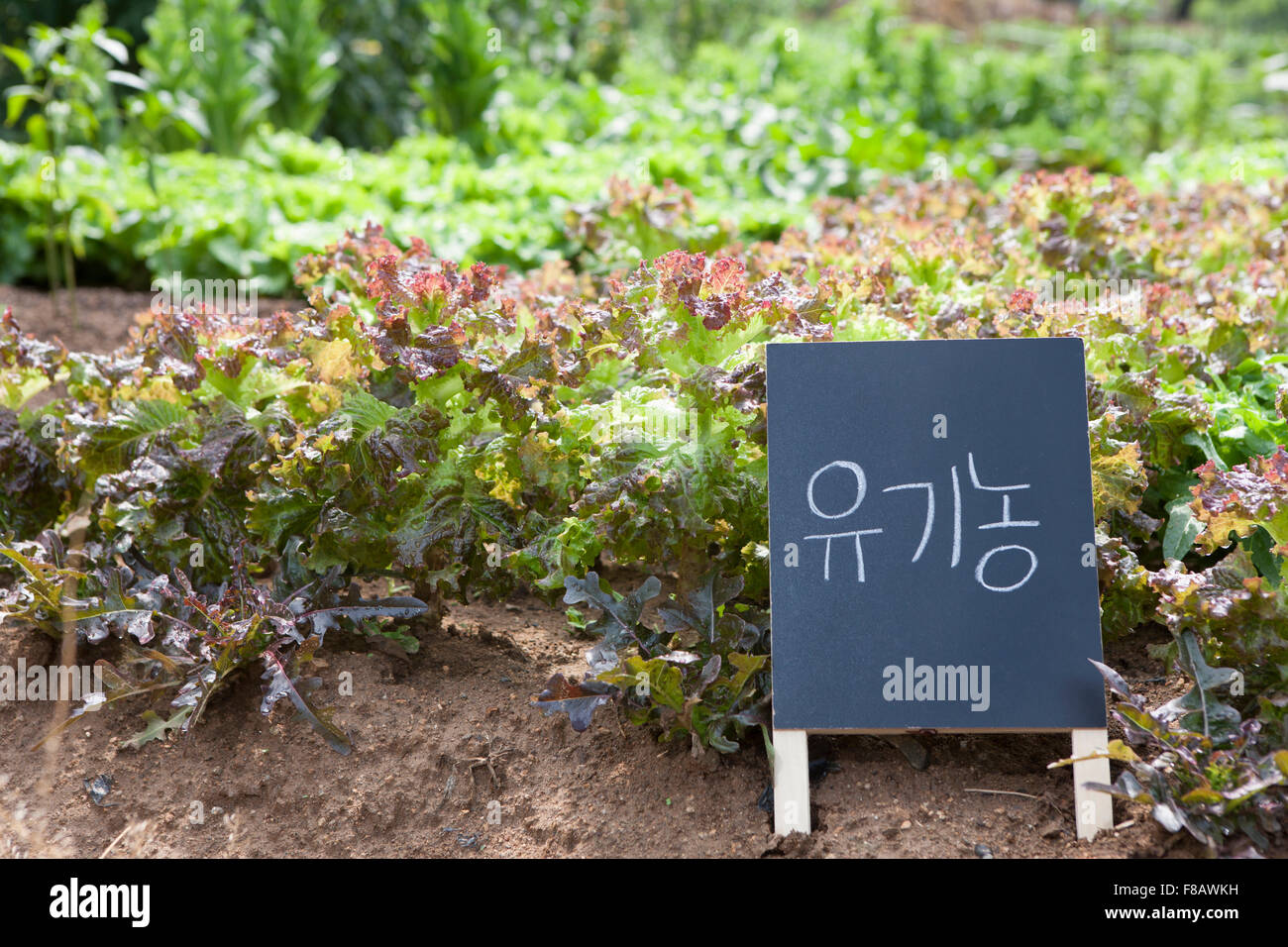 Sign of organic farming in vegetable garden Stock Photo - Alamy