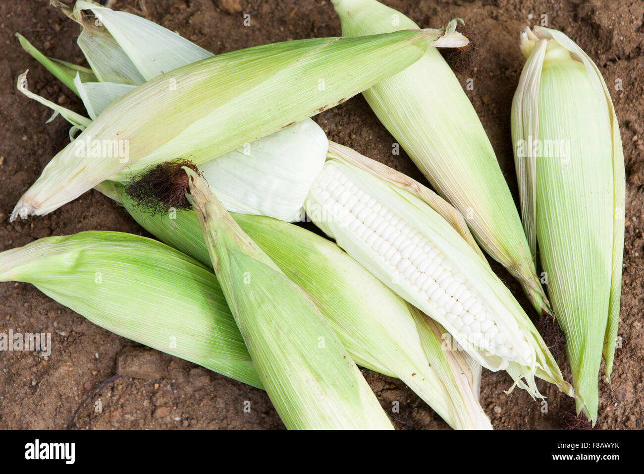 Organic corns on soil Stock Photo - Alamy