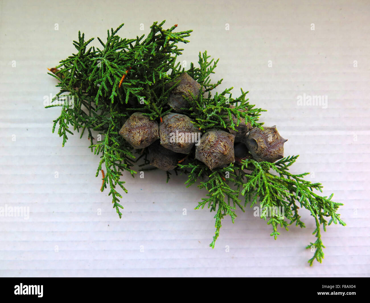 Small pine tree cones hi-res stock photography and images - Alamy