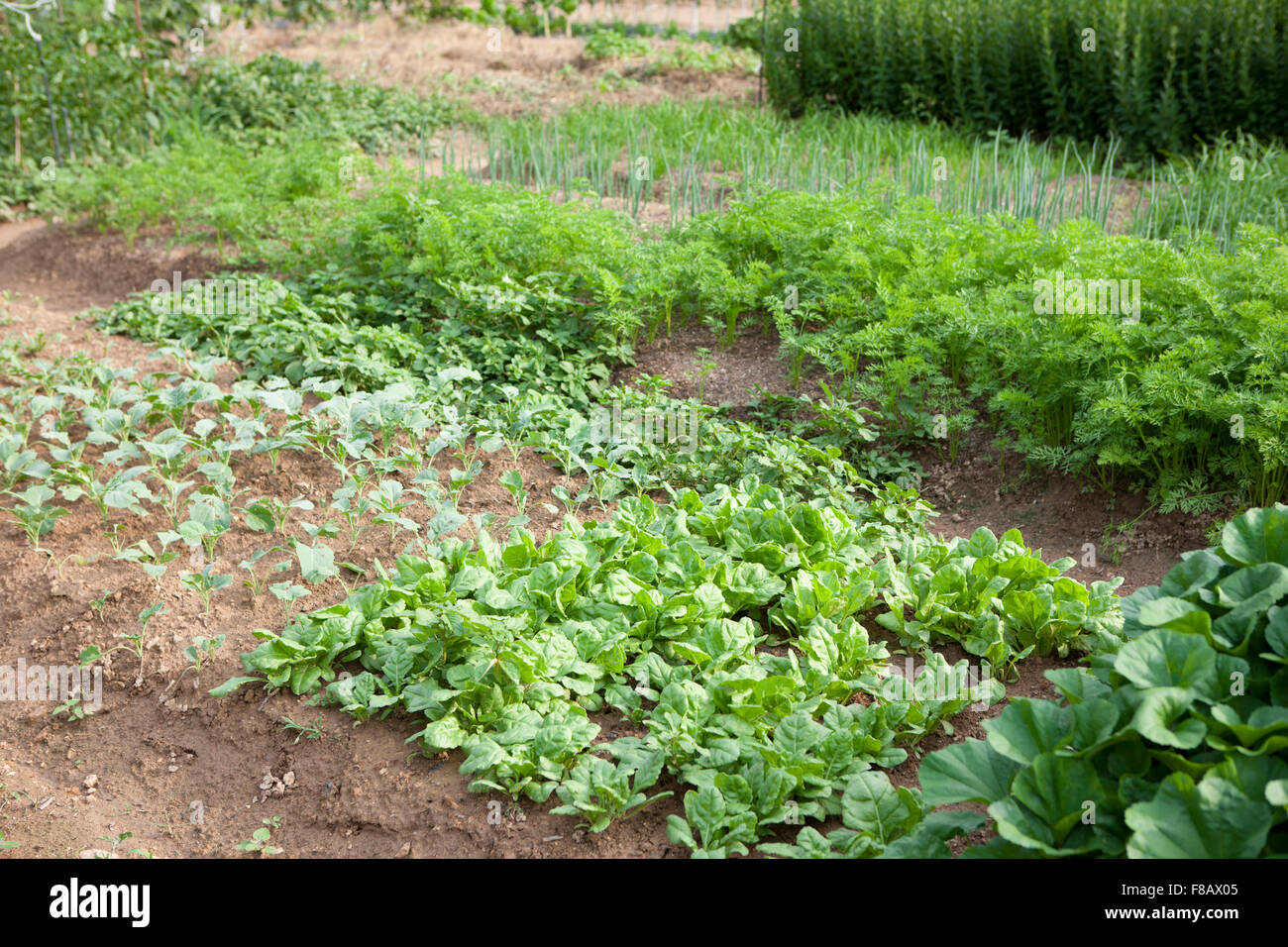 Organic vegetable garden Stock Photo - Alamy