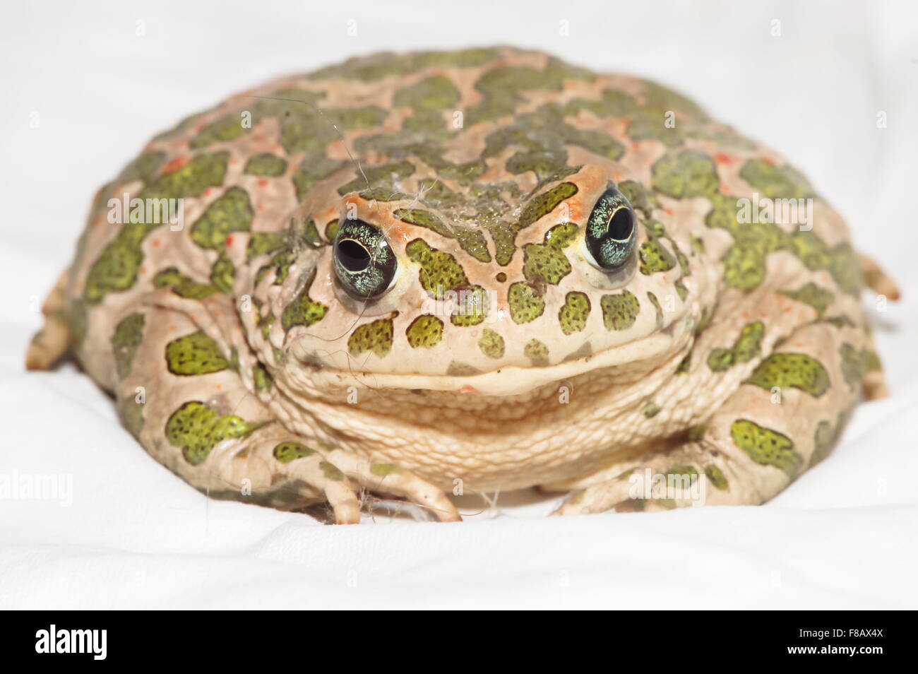 Common European Toad Stock Photo - Alamy