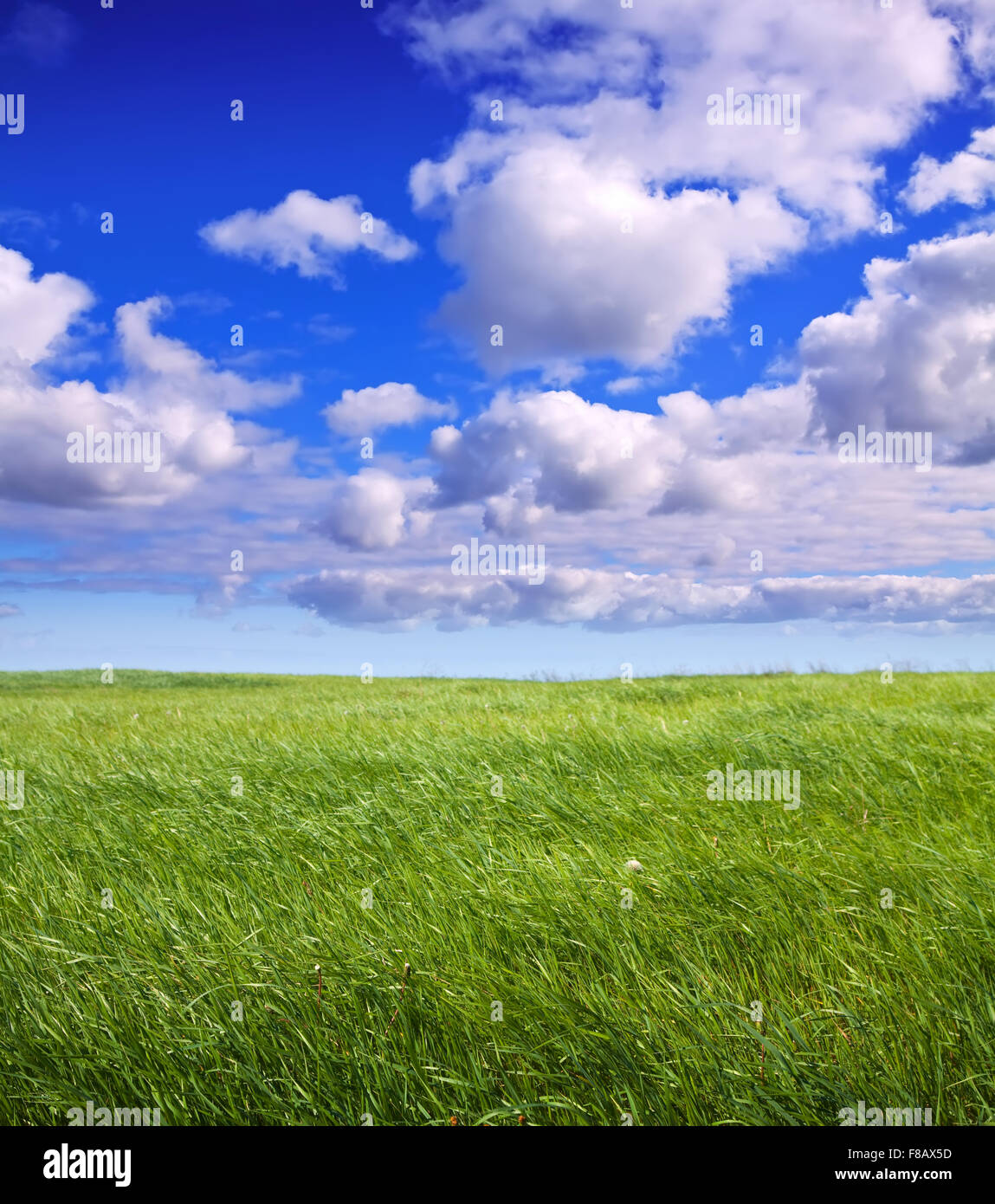 Summer landscape with green meadow under cloudy sky Stock Photo - Alamy