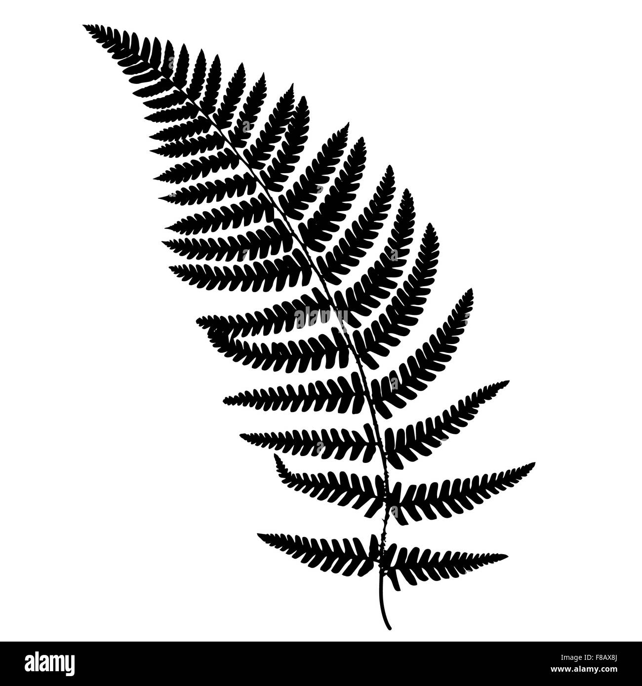 Fern vector hi-res stock photography and images - Alamy