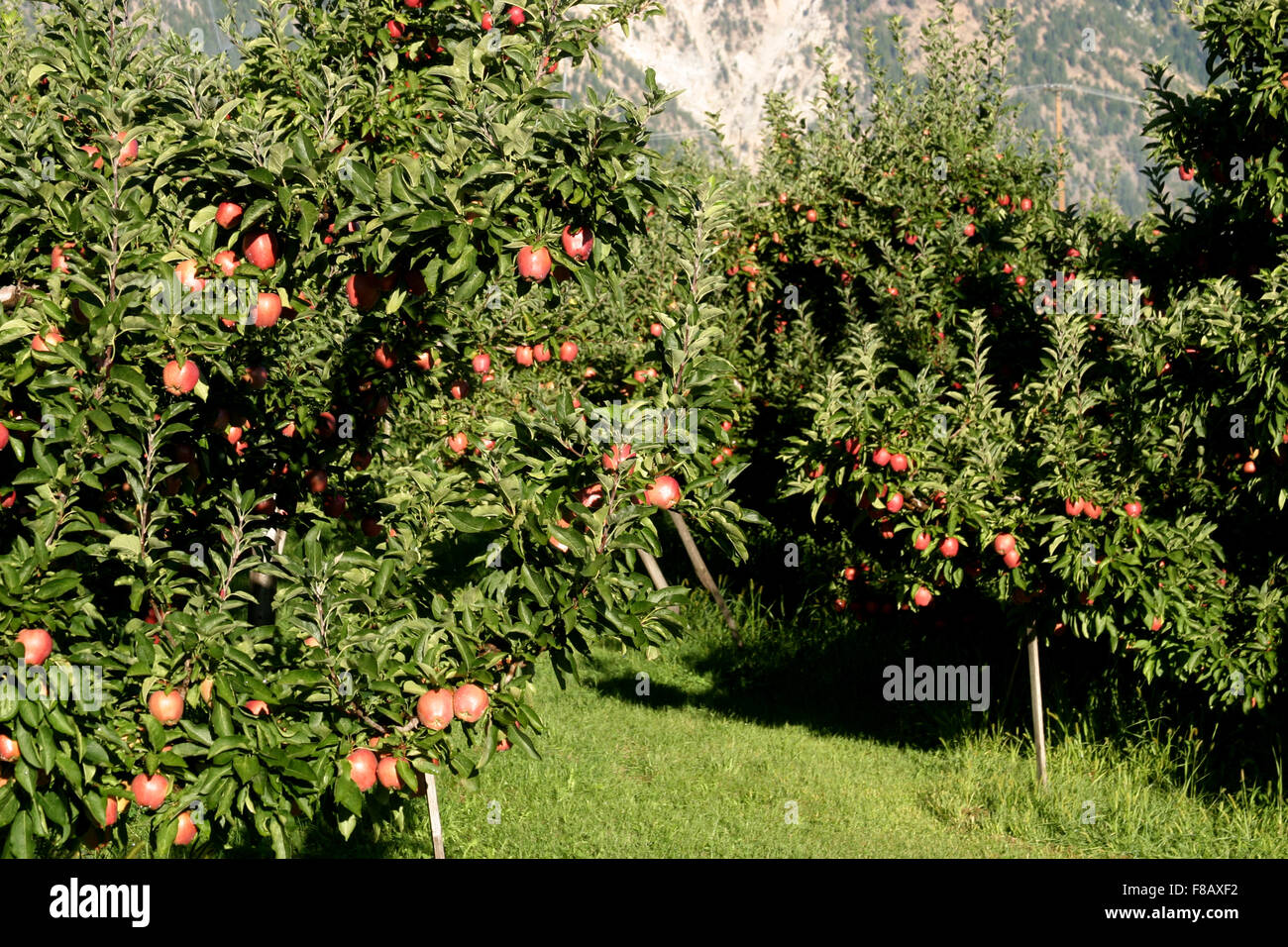 Red Delicious apple trees in Manson, Washington. USA Stock Photo - Alamy