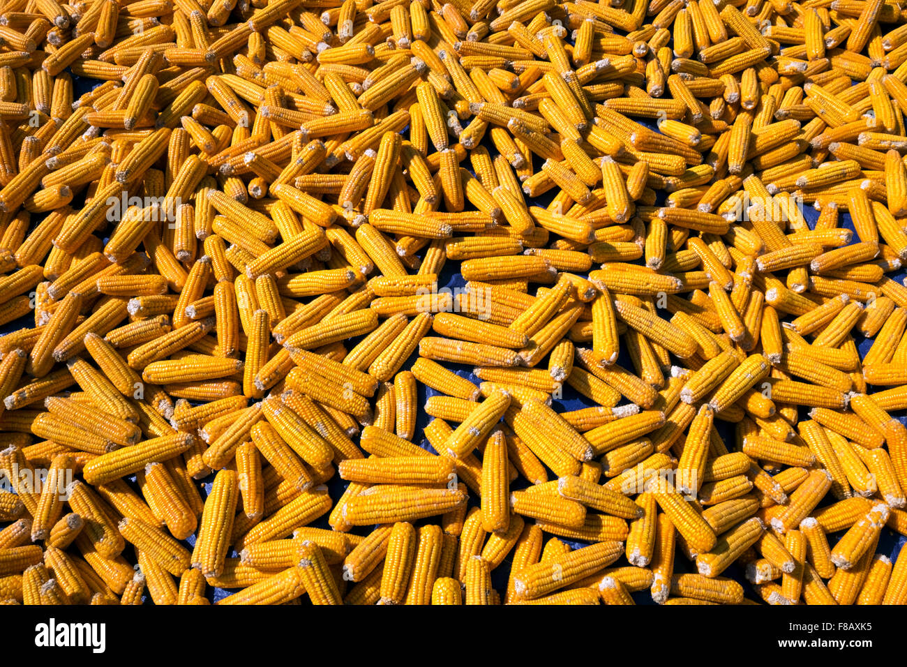 Cai be vietnam hi-res stock photography and images - Alamy