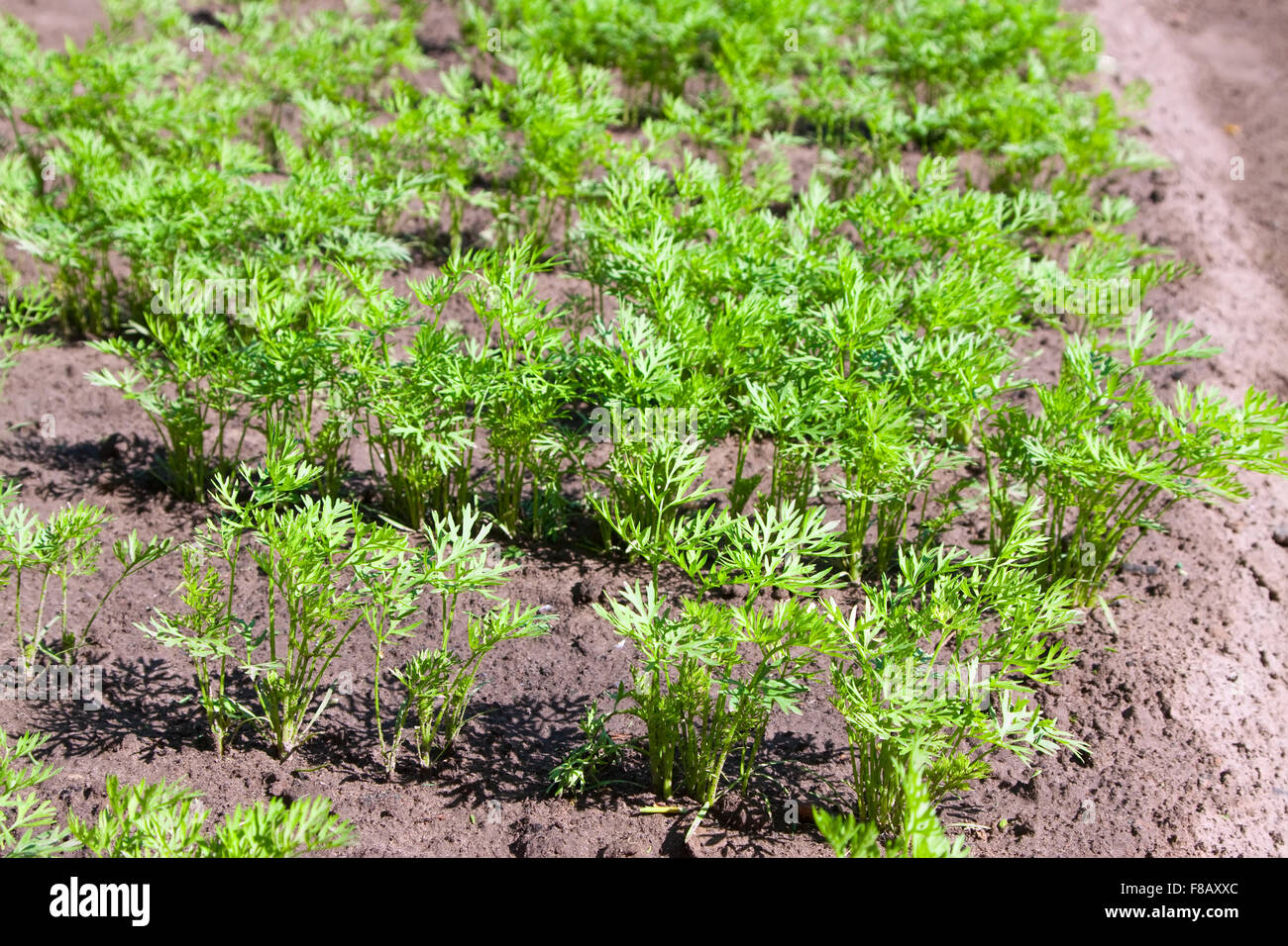 plant of carrot in rows at field Stock Photo - Alamy