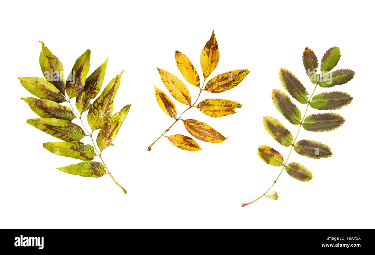 set of dry fallen tree leaves Stock Photo - Alamy