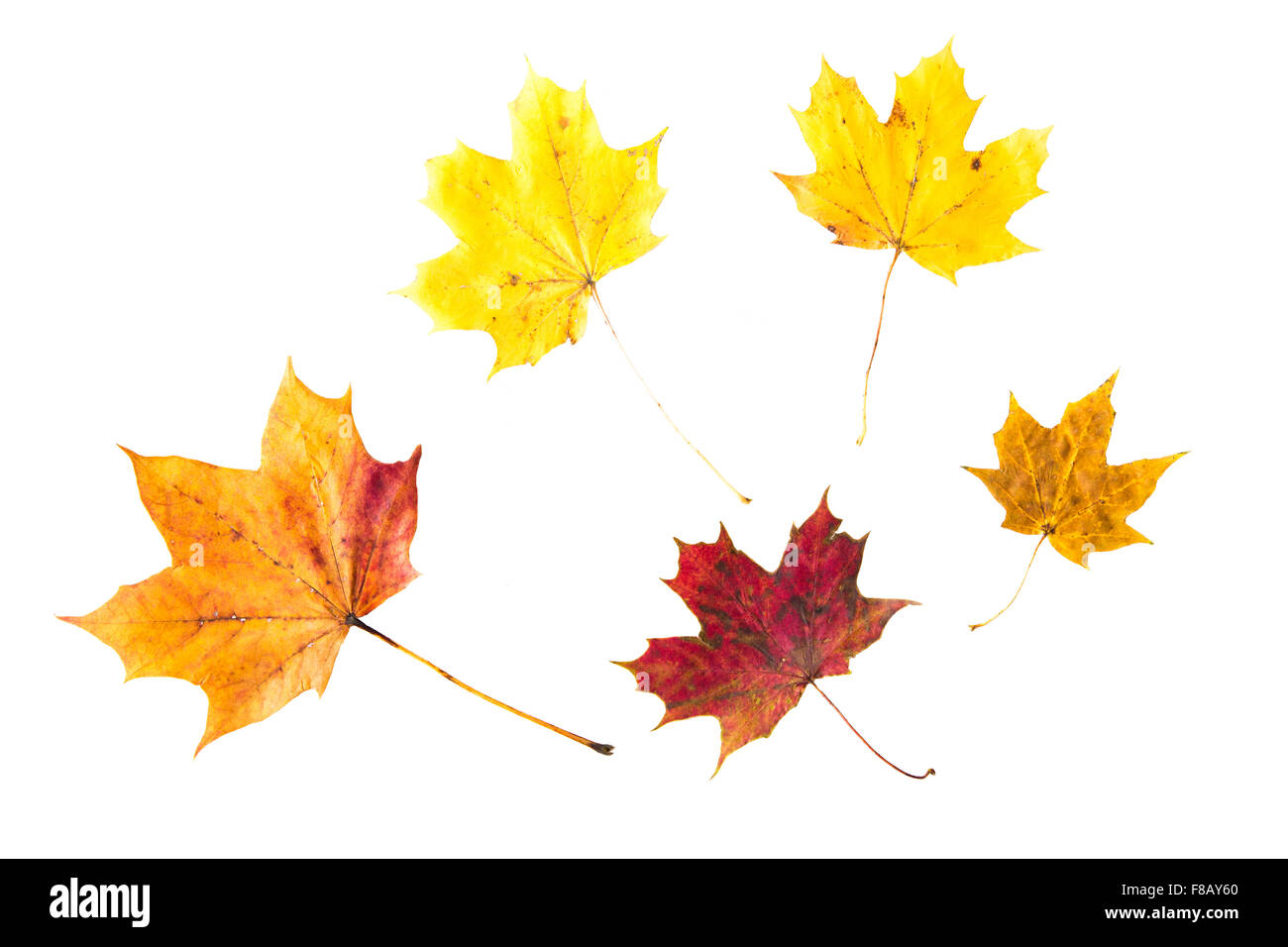 dry fallen maple leaf Stock Photo - Alamy