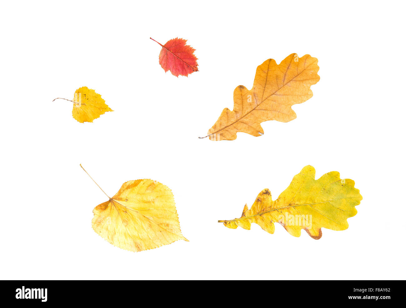 set of different fallen autumn leaves Stock Photo - Alamy