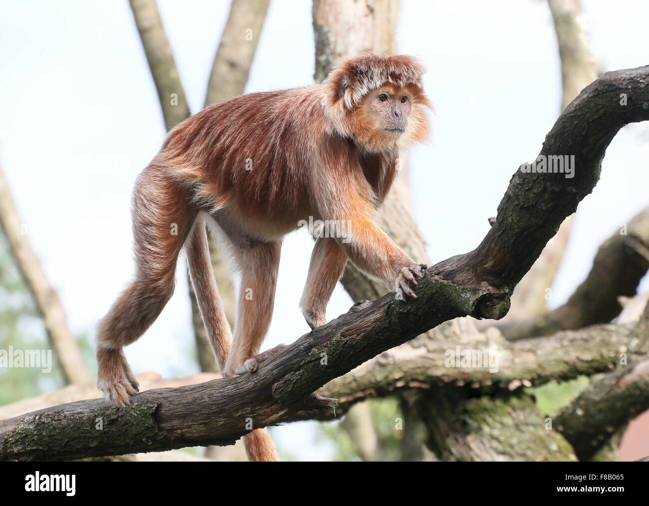 Javan Lutung or Langur Monkey (Trachypithecus auratus) walking on a ...