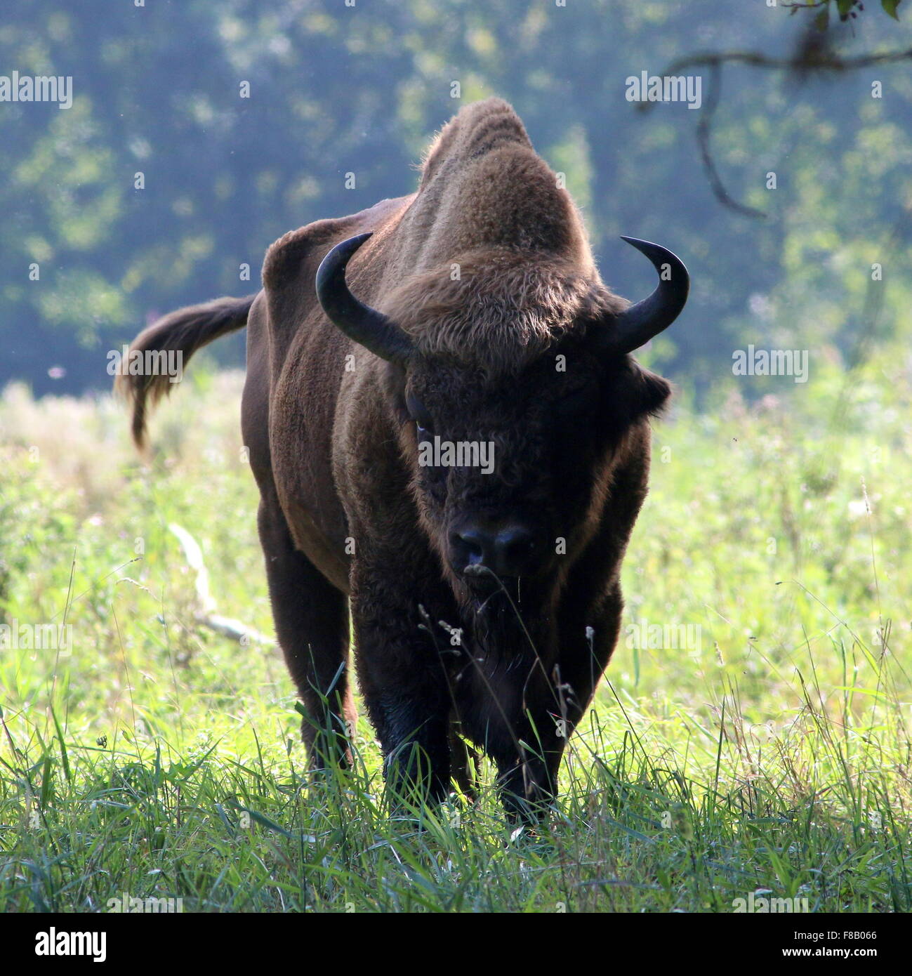 Mature Bull of the European bison or wisent (Bison bonasus Stock Photo ...