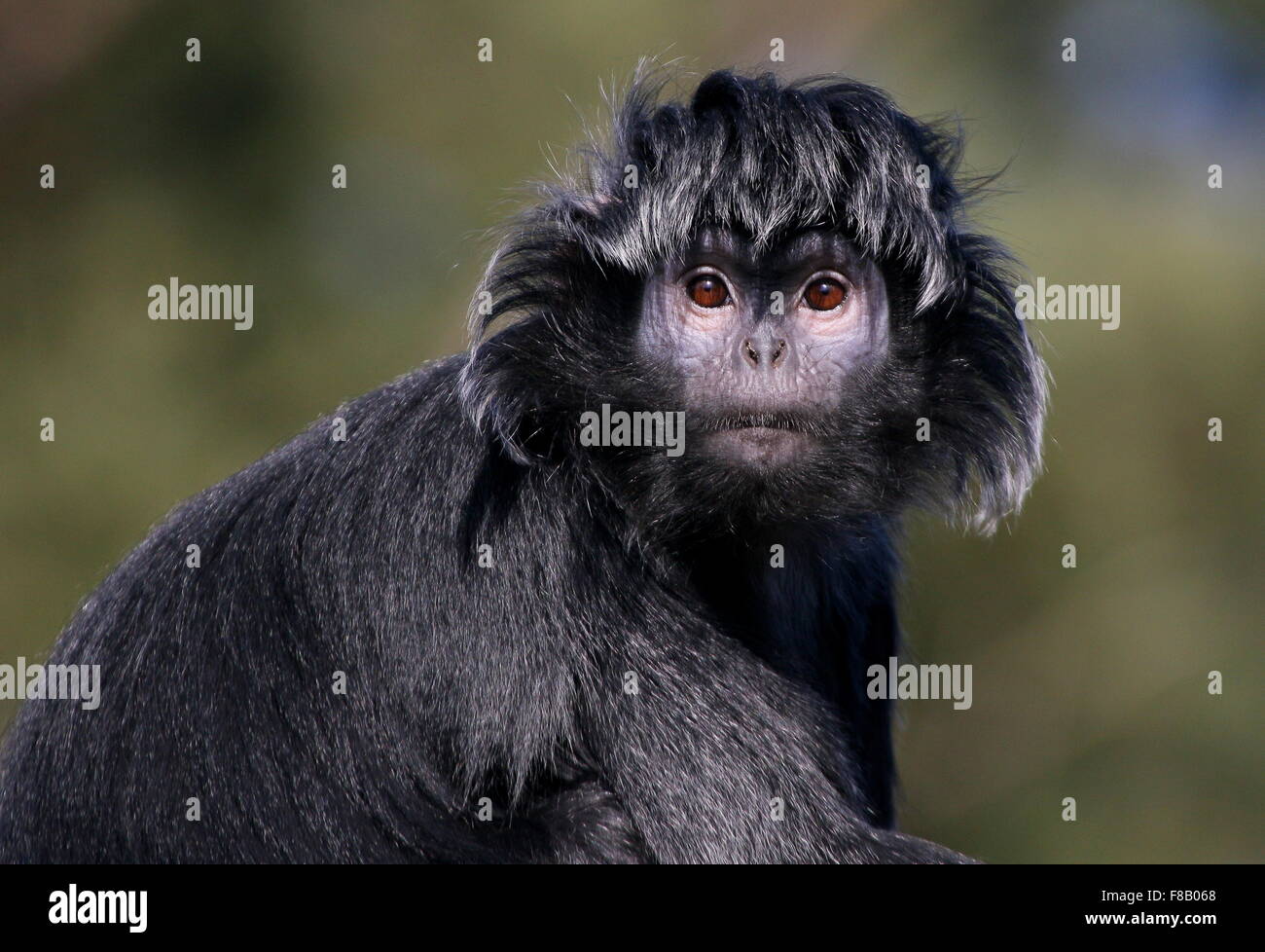 Ebony monkey hi-res stock photography and images - Alamy