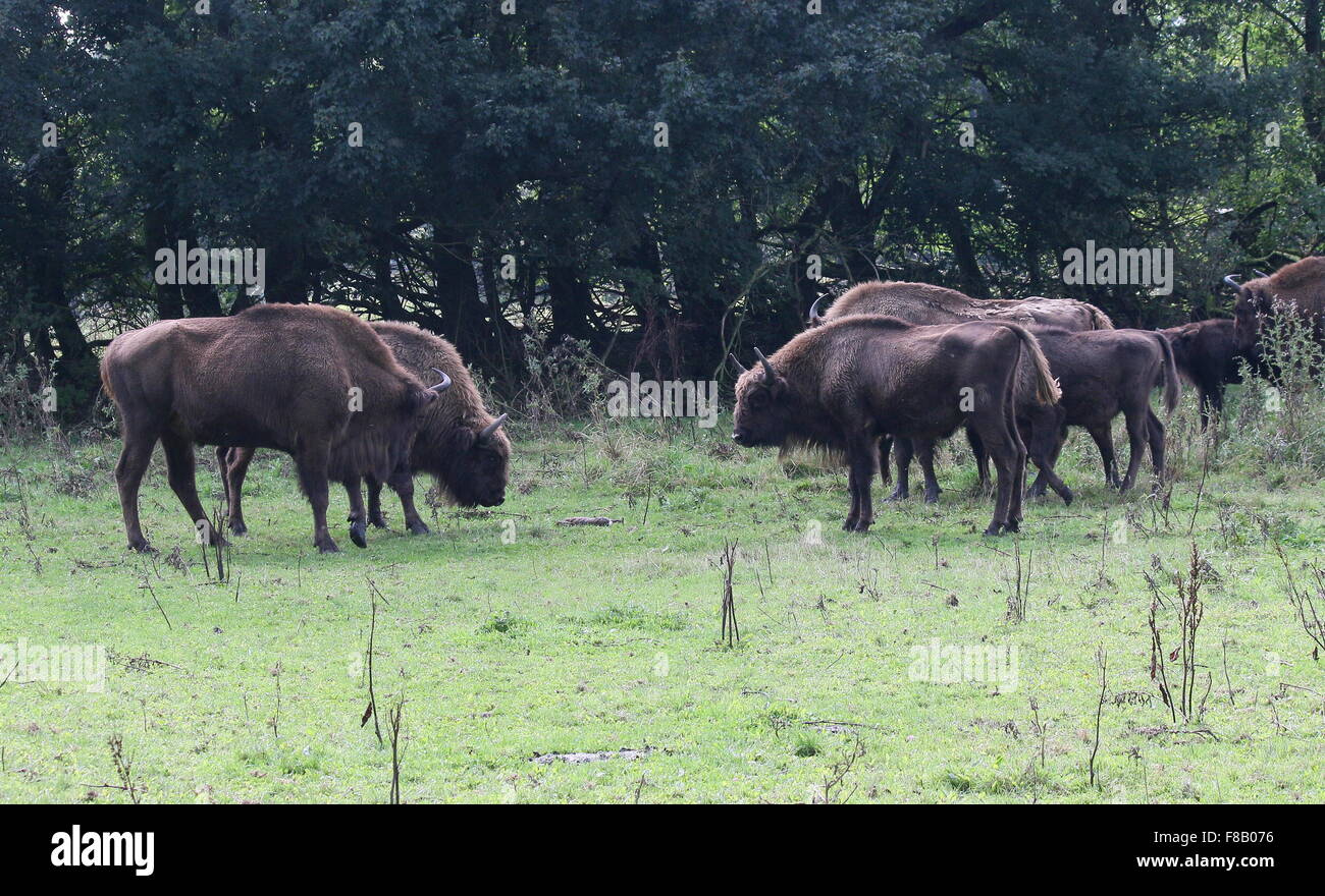 Herd of grazing European bison or wisents (Bison bonasus) at the edge ...