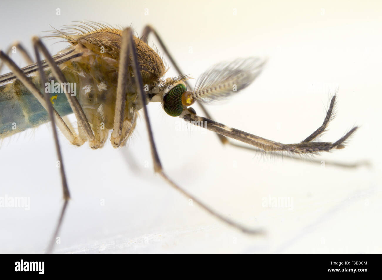 A macro photograph, larger than life-size on the sensor of a mosquito ...