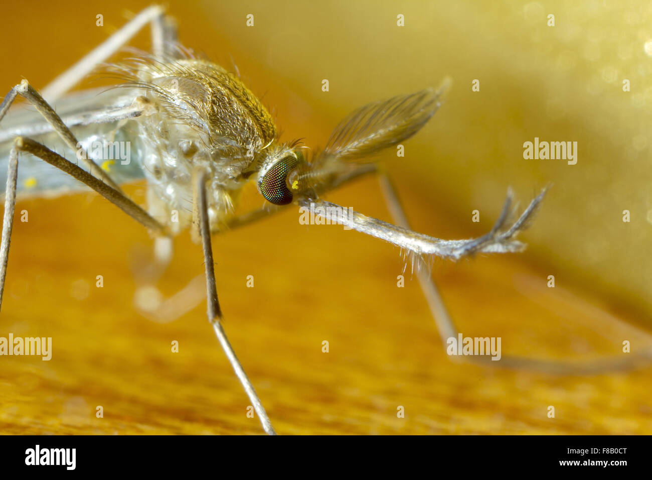A macro photograph, larger than life-size on the sensor of a mosquito ...