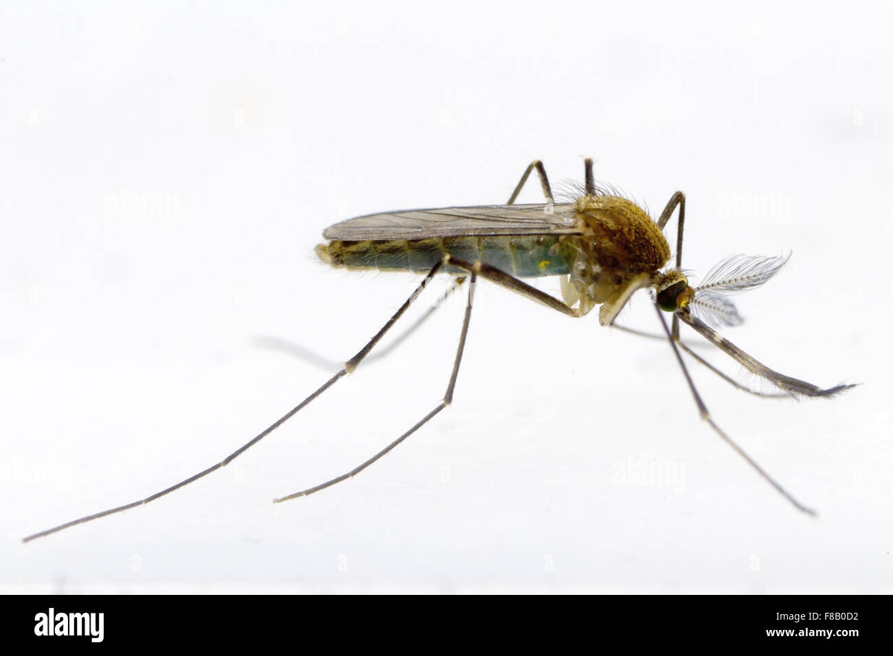 A macro photograph, larger than life-size on the sensor of a mosquito ...