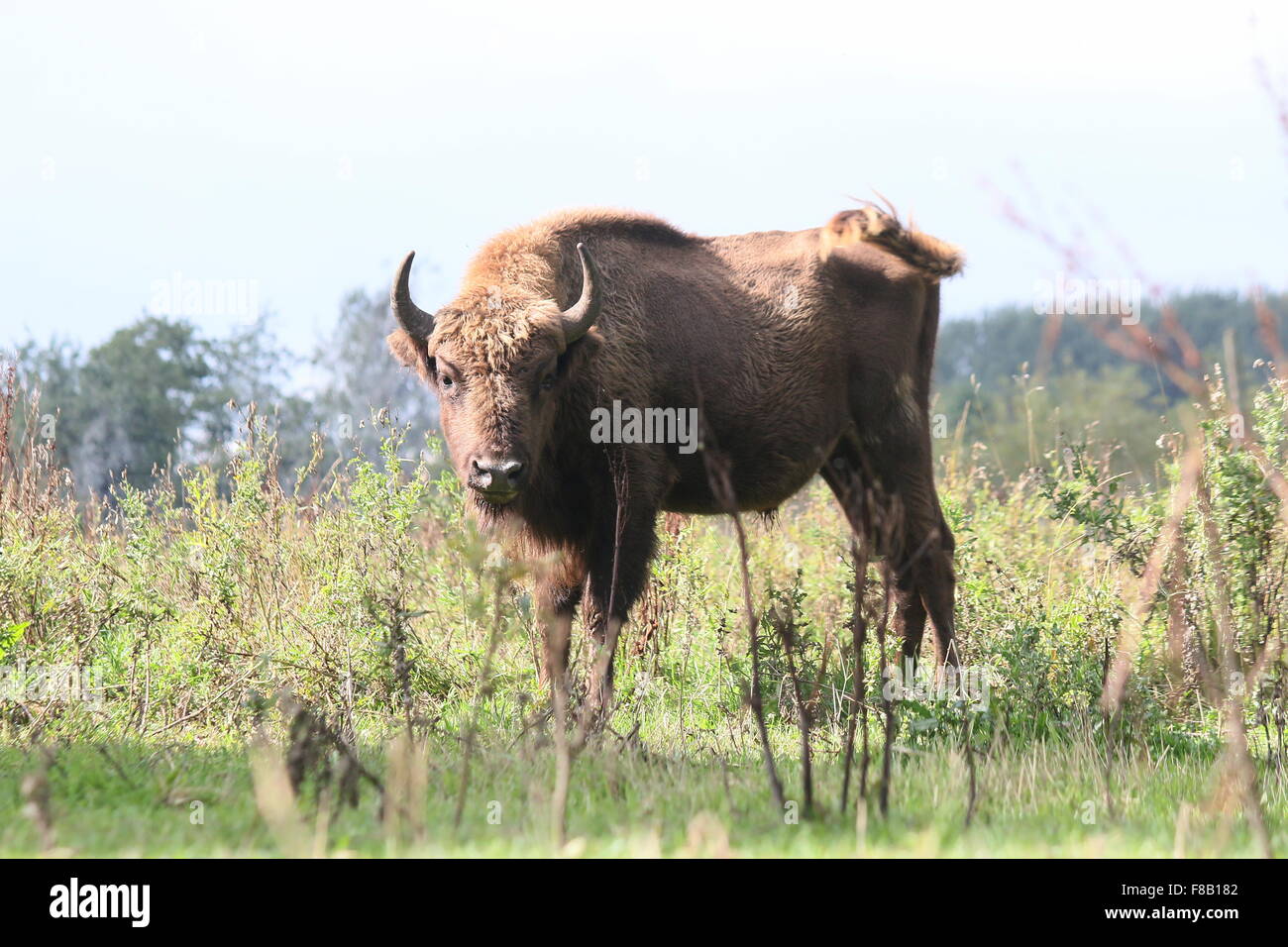 Male Bull European bison or wisent (Bison bonasus Stock Photo - Alamy