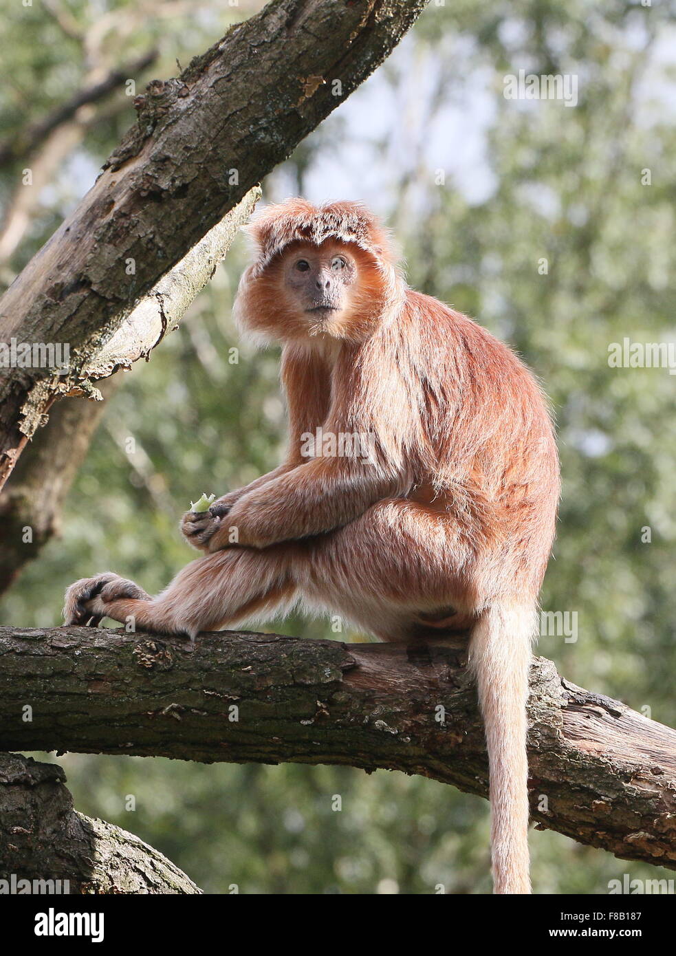 Golden variety of the Javan Lutung or Langur Monkey (Trachypithecus ...