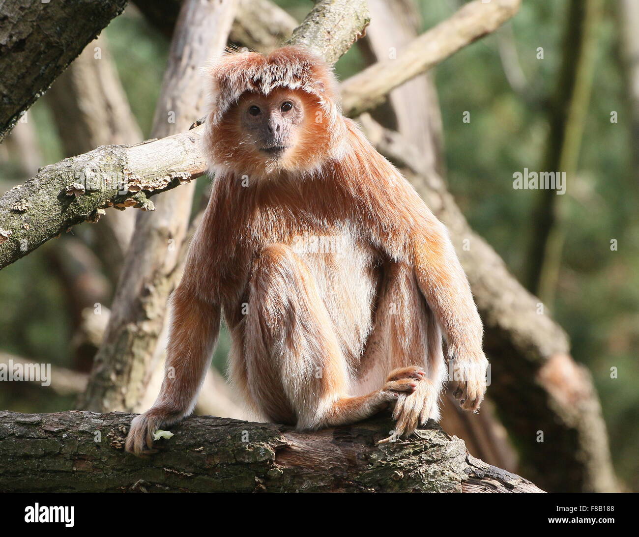 Golden variety of the Javan Lutung or Langur Monkey (Trachypithecus ...