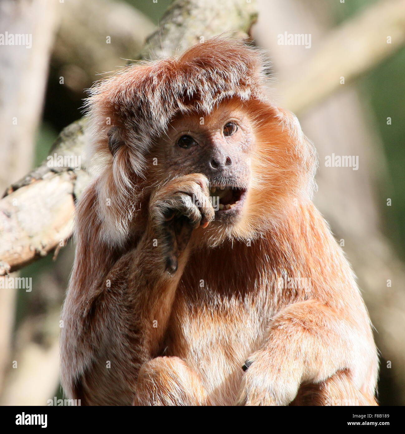 Male Javan Lutung or Langur Monkey (Trachypithecus auratus) feeding on ...