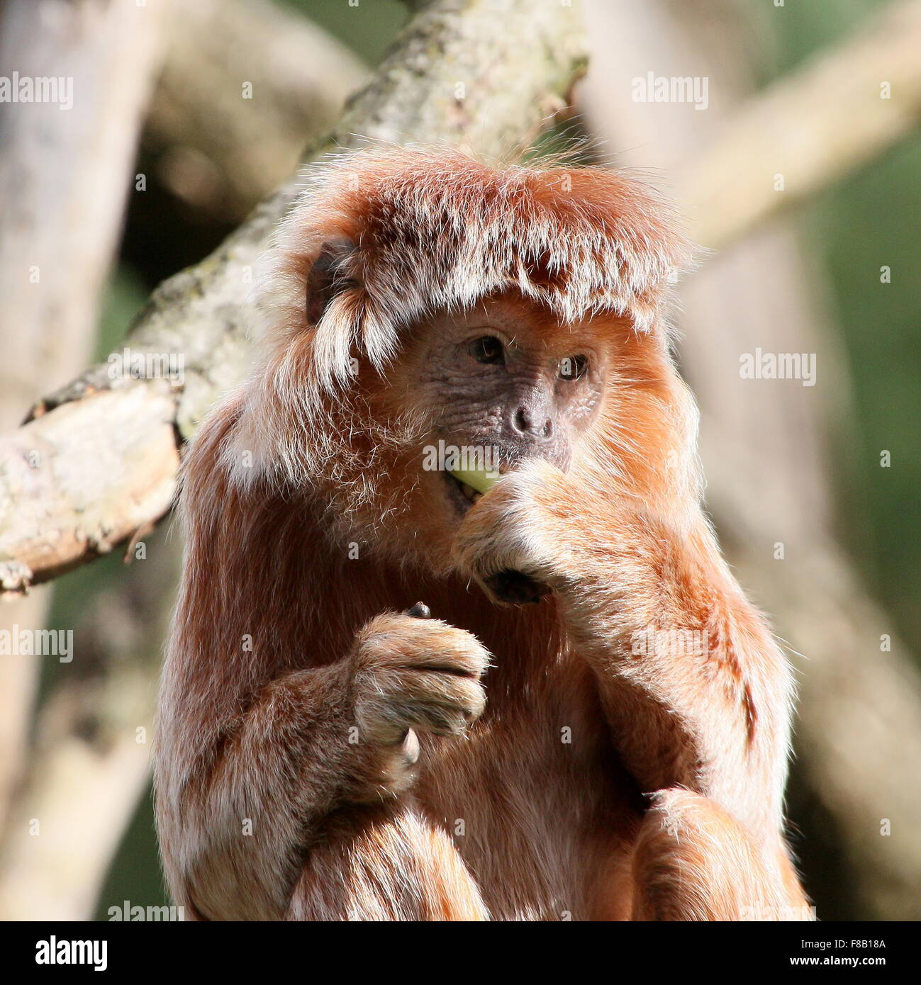 Golden variety of the Javan Lutung or Langur Monkey (Trachypithecus ...