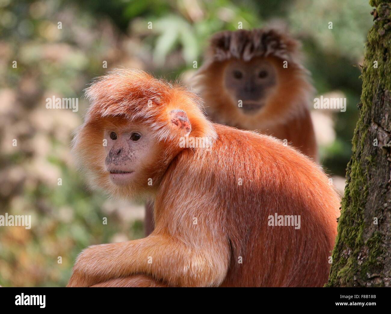 Two male Javan Lutungs or Langur Monkeys (Trachypithecus auratus Stock ...