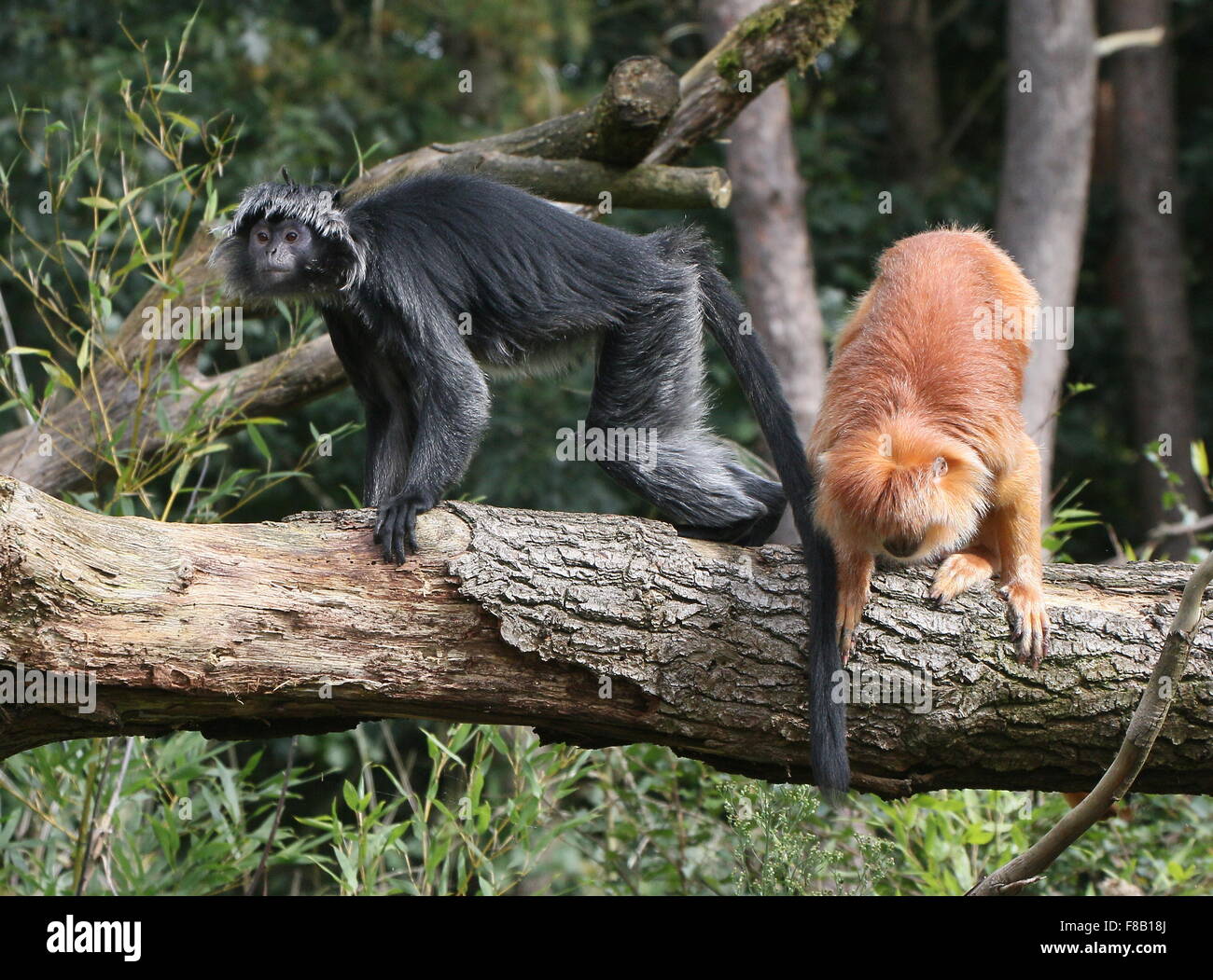Presbite di giava hi-res stock photography and images - Alamy