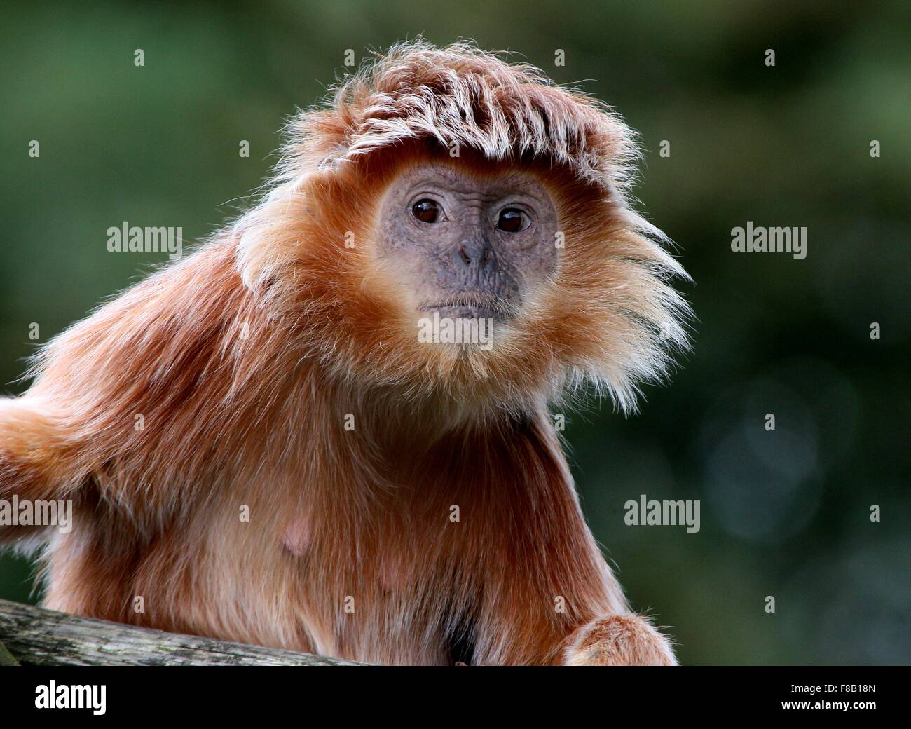 Javaanse langoer hi-res stock photography and images - Alamy