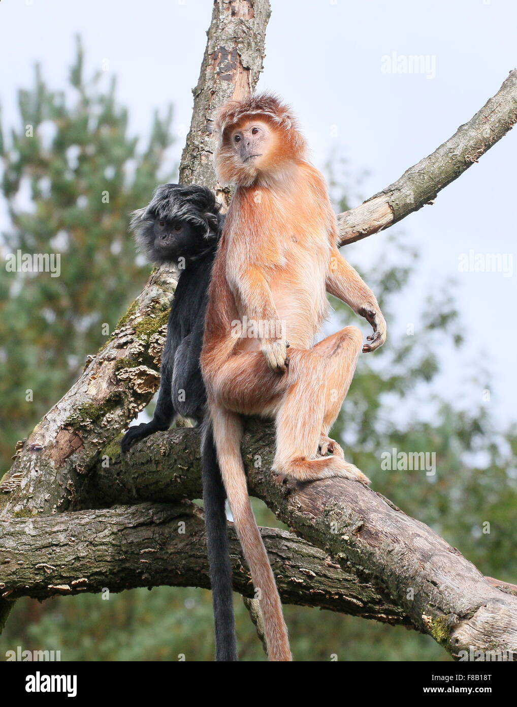 Pair of Javan Langur Monkeys a.k.a. Ebony Lutungs (Trachypithecus ...