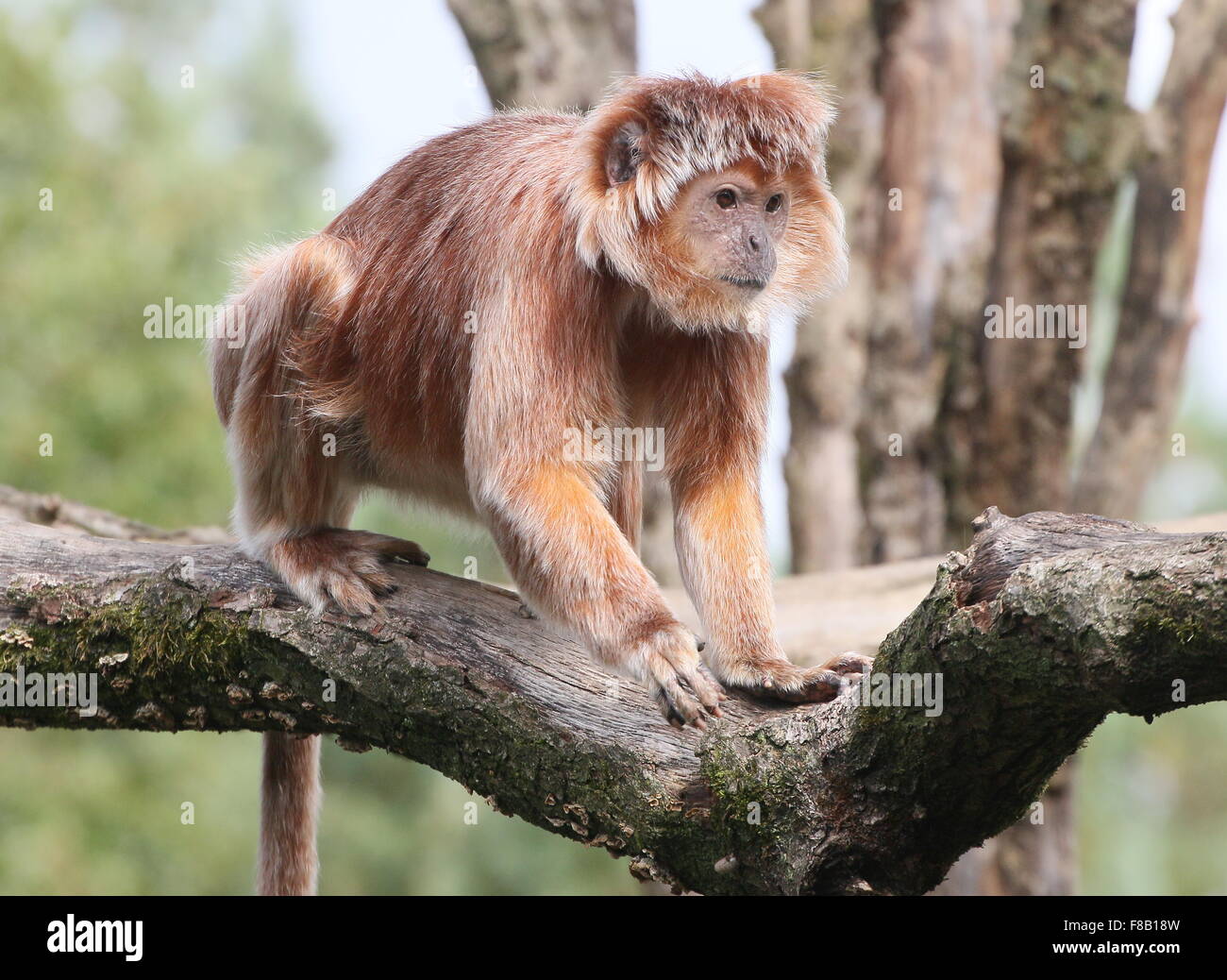 Golden variety of the Javan Lutung or Langur Monkey (Trachypithecus ...