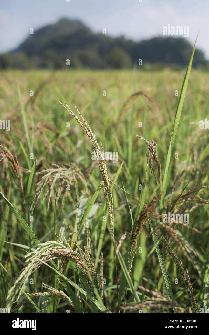 Dry paddy field hi-res stock photography and images - Alamy