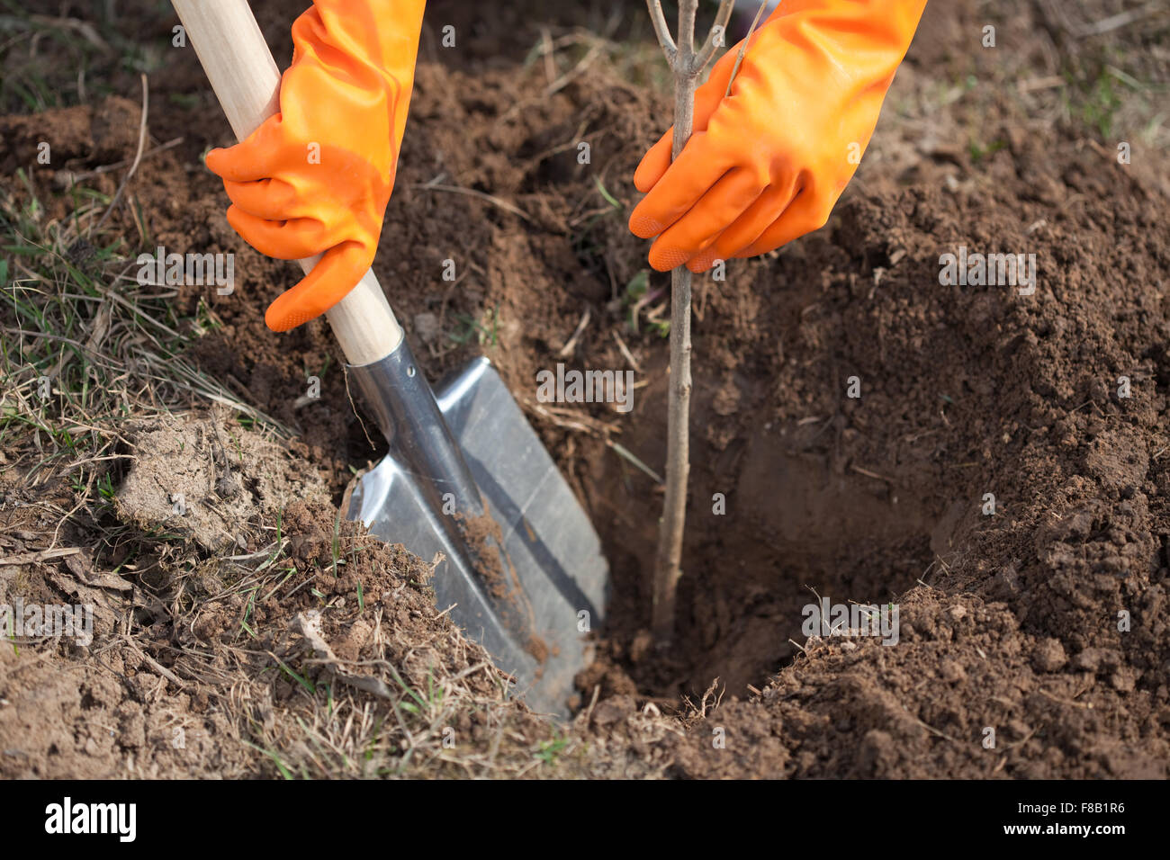 Closeup of farmer planting tree in ground Stock Photo - Alamy