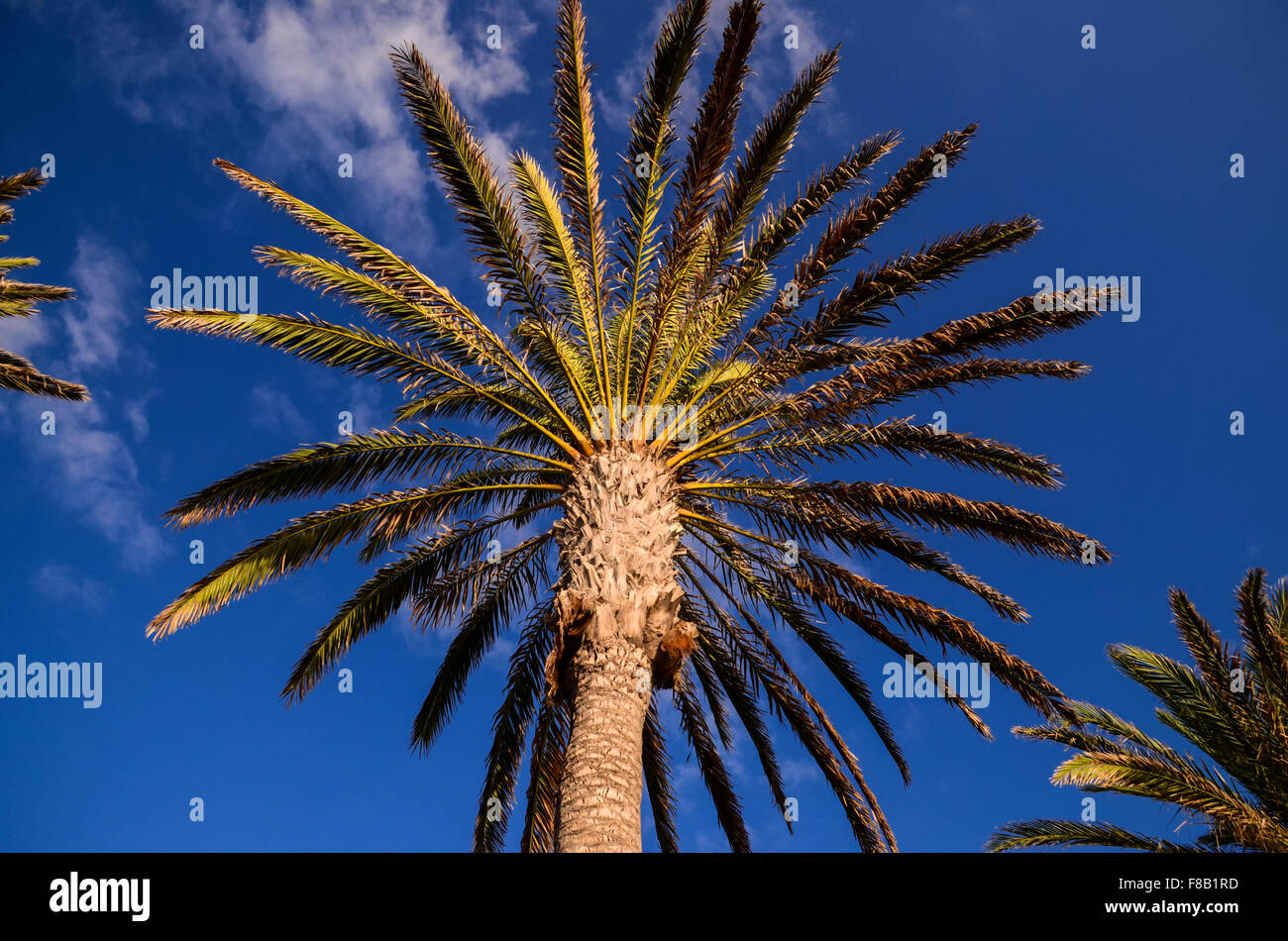 Green Palm Canarian Tree Stock Photo - Alamy