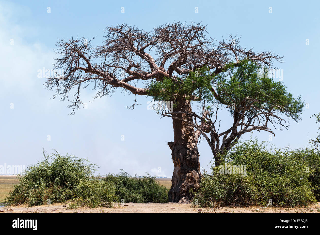 majestic old baobab tree (Adansonia digitata)) - Chobe, Botswana Stock ...