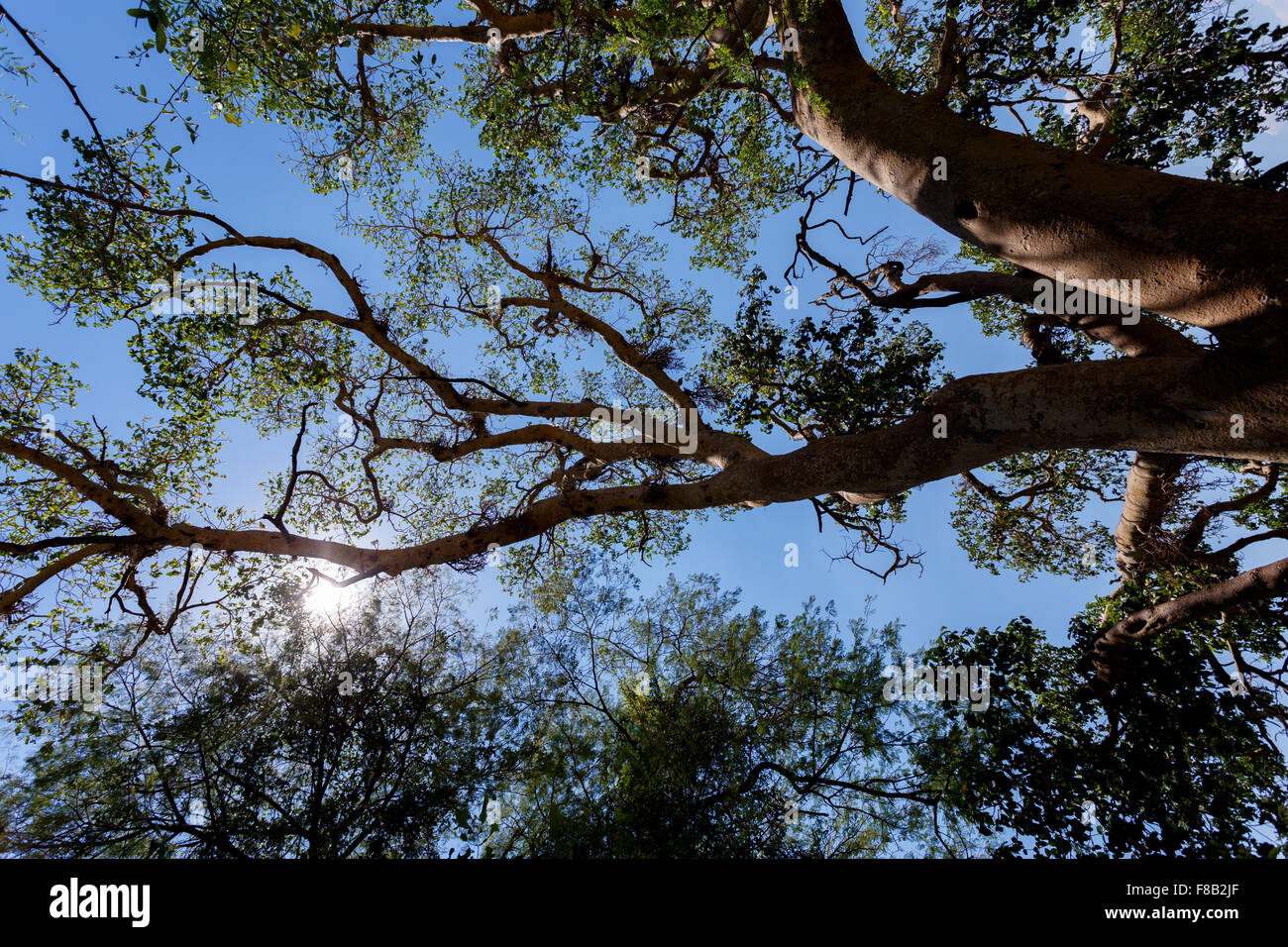 tree top in Chobe national park, Botswana, Africa Stock Photo - Alamy