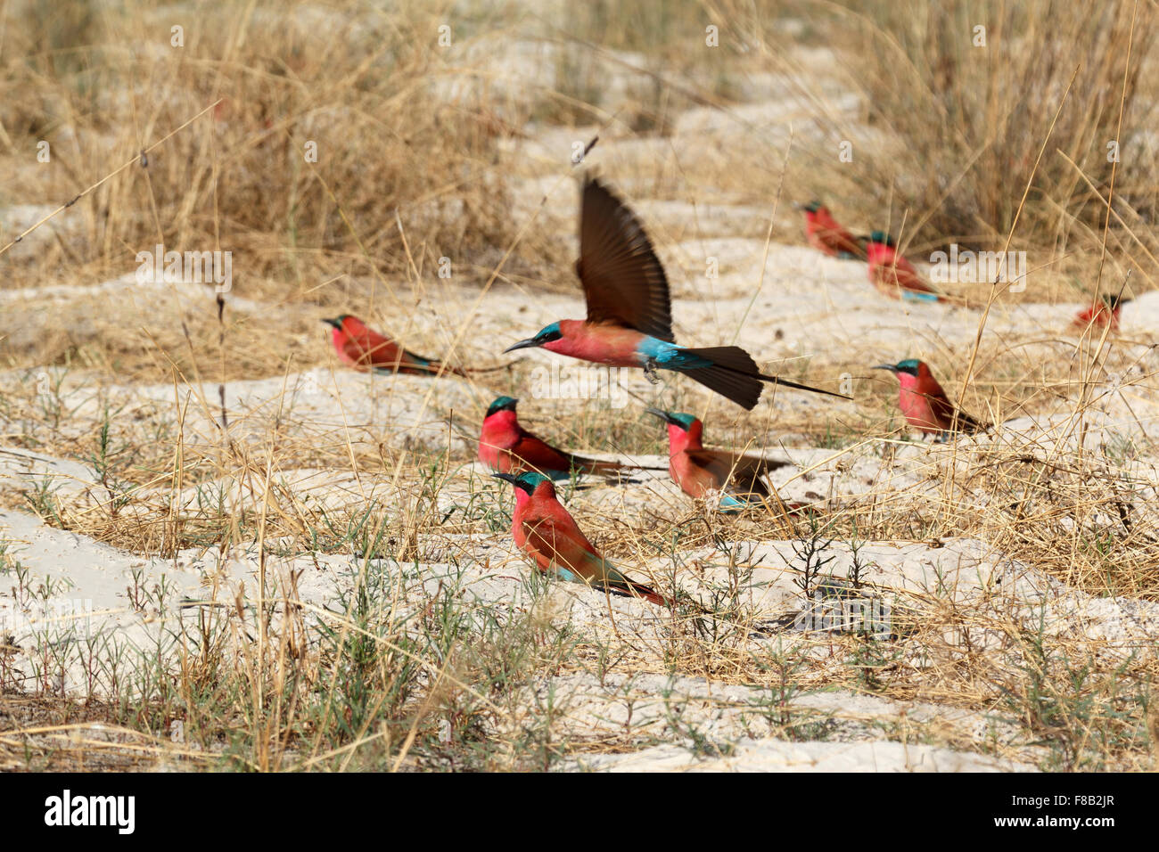 large nesting colony of Nothern Carmine Bee-eater (Merops nubicoides ...