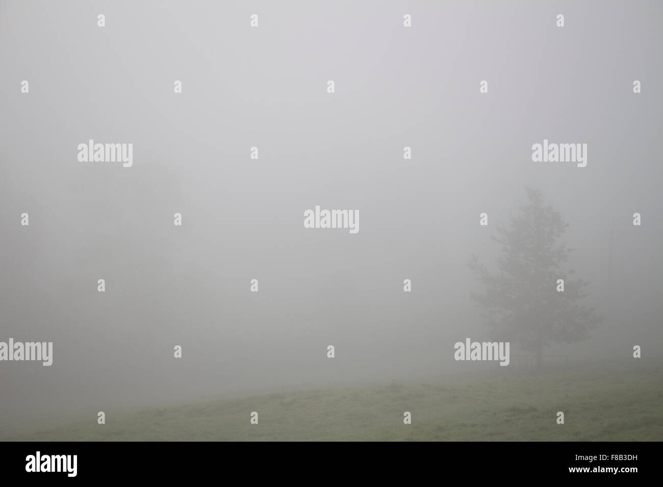 Misty morning near Leyburn, North Yorkshire, England. The image shows ...