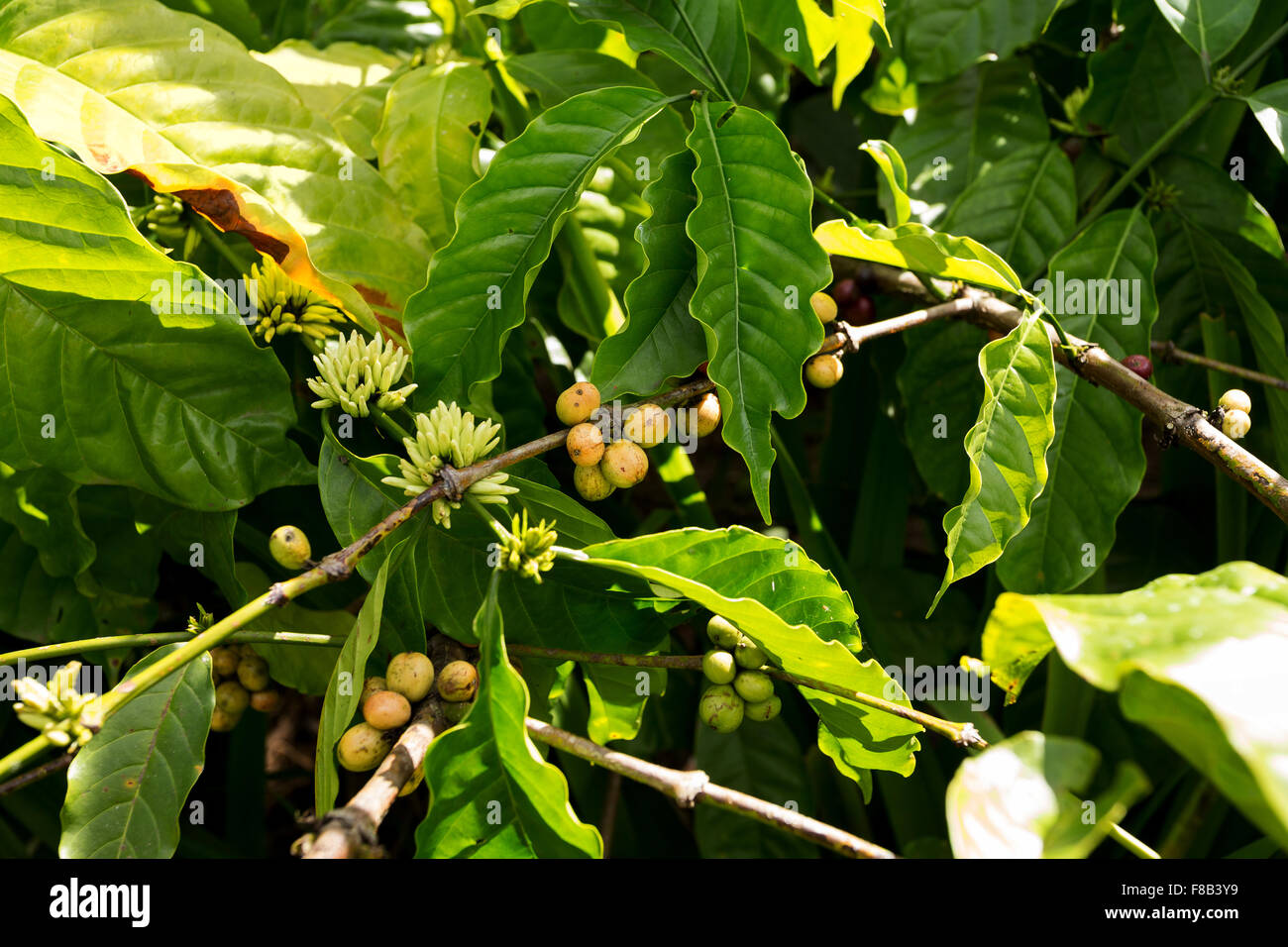 green raw coffe plant in agricultural farm in Bali, Indonesia Stock ...