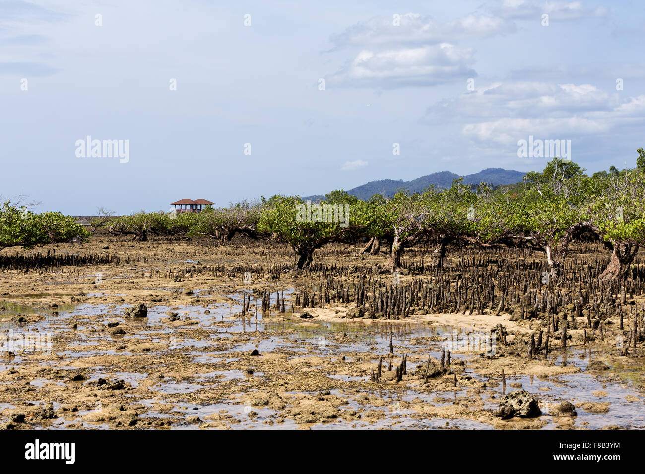Mangrove north sulawesi hi-res stock photography and images - Alamy