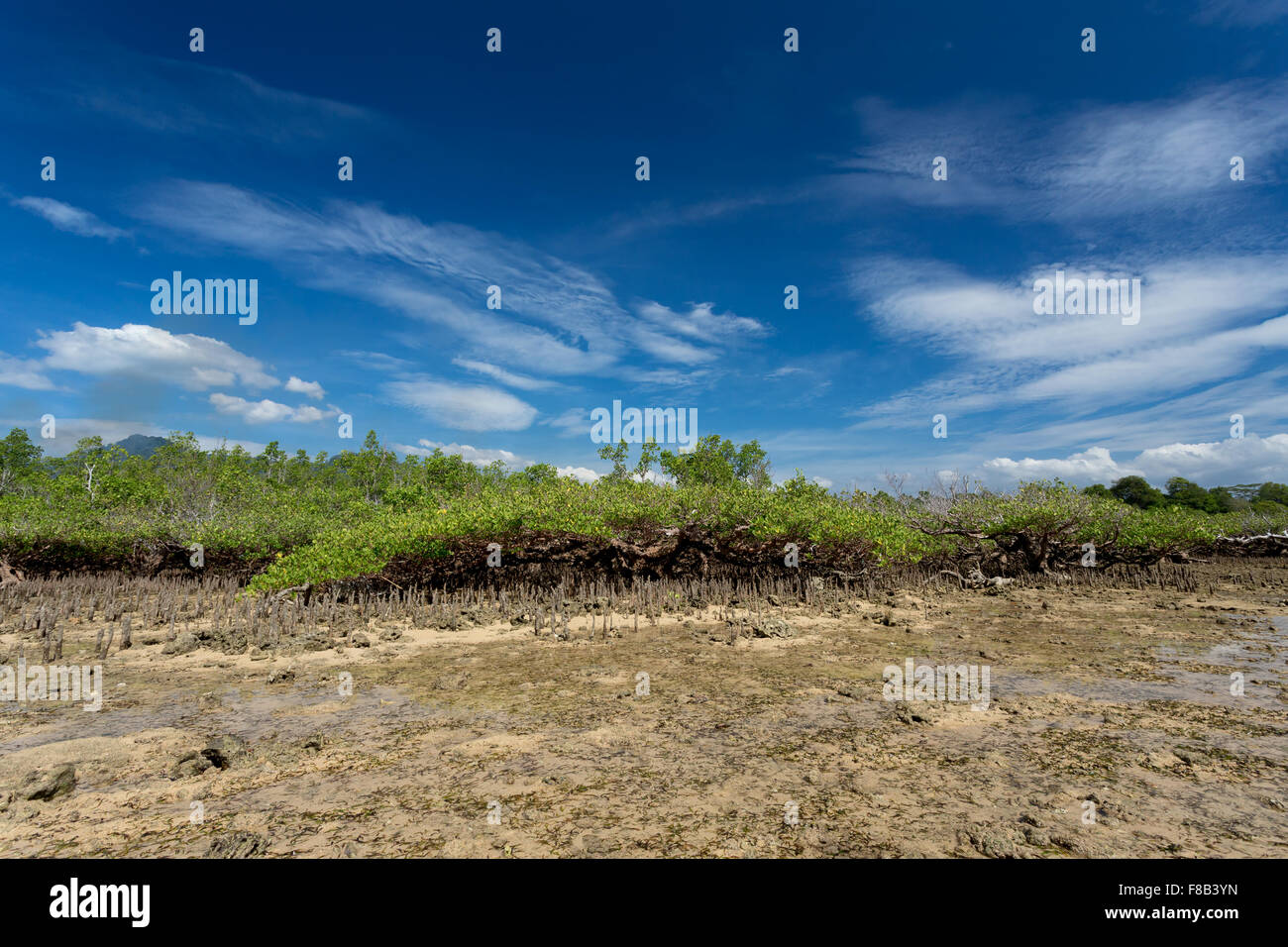 Mangrove north sulawesi hi-res stock photography and images - Alamy