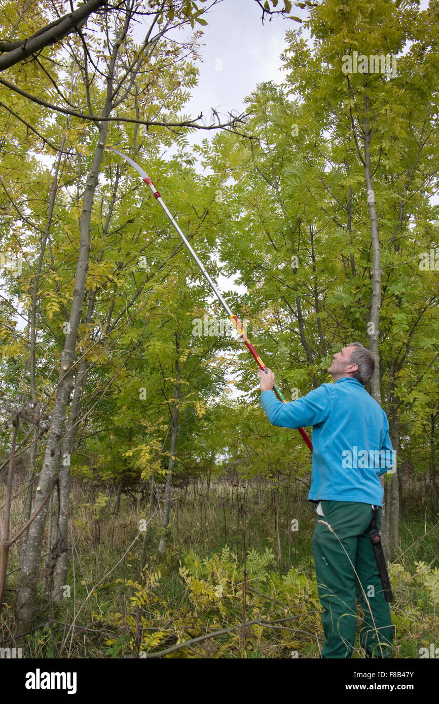 A man cutting down and trimming tree branches in a woodland in North ...