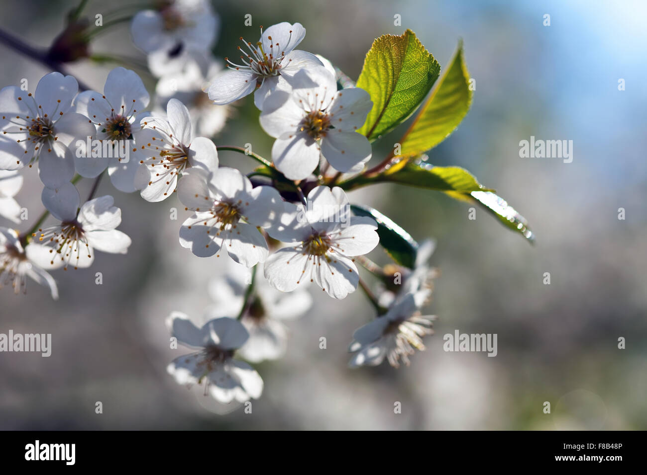 blooms tree branch in spring garden Stock Photo - Alamy