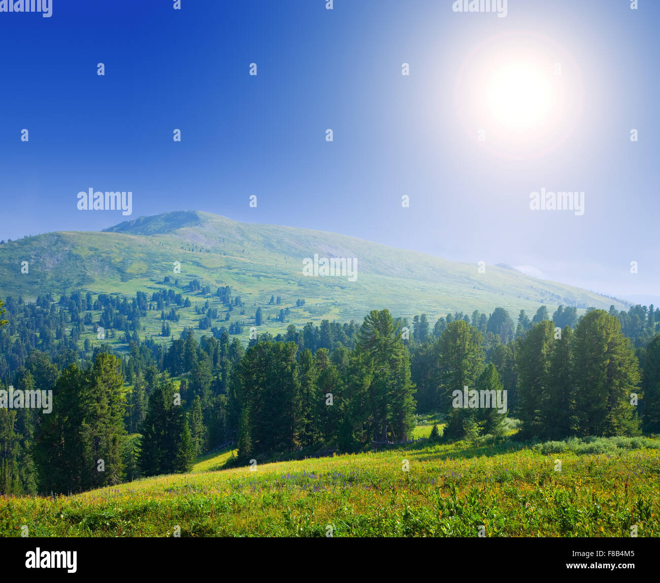 Forest mountains in sunny day, Altai, Siberia Stock Photo - Alamy