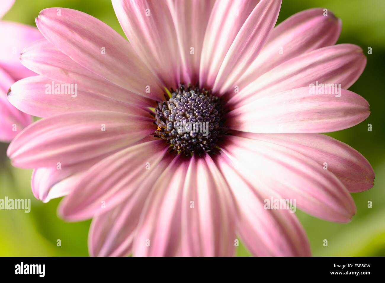 Daisy texture hi-res stock photography and images - Alamy