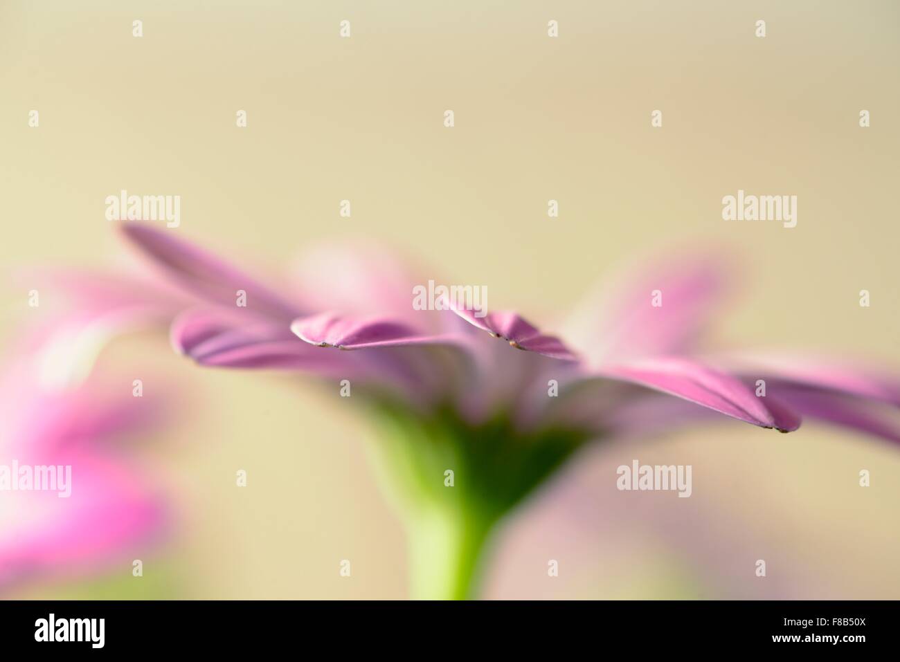 purple daisy background Stock Photo - Alamy