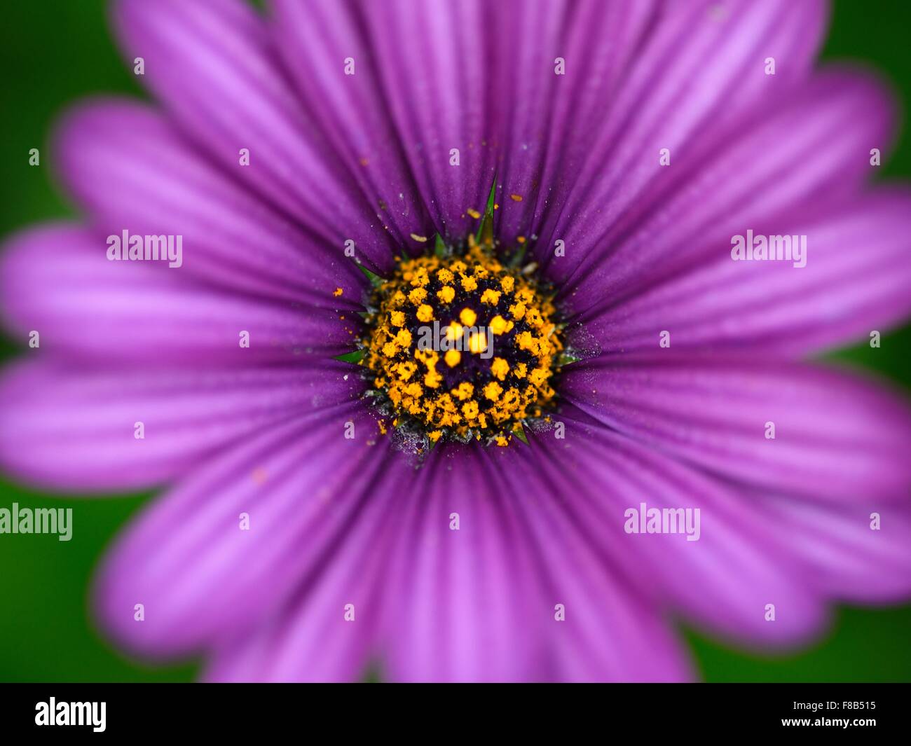 Close up daisy texture hi-res stock photography and images - Alamy