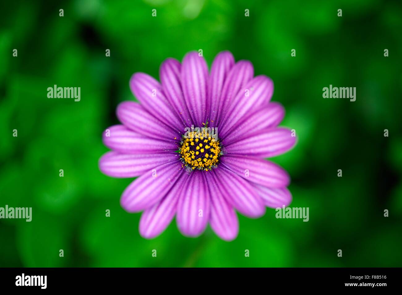 purple daisy macro Stock Photo - Alamy