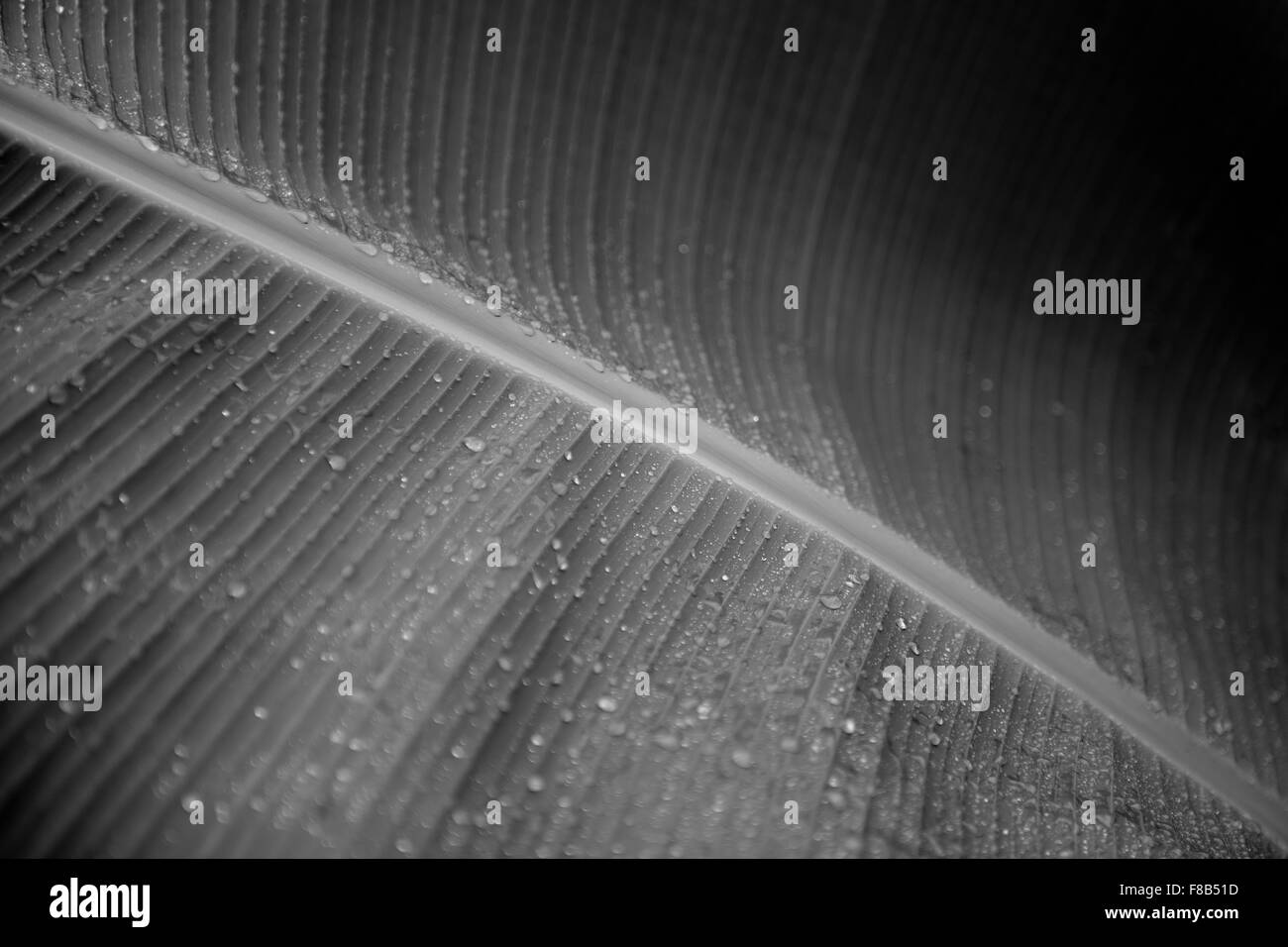 Drop water on white background Black and White Stock Photos & Images ...